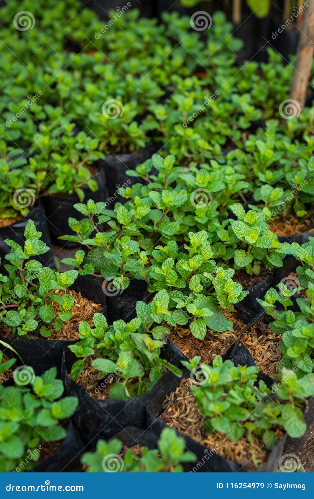 Pianta Della Menta Piperita in Conservato in Vaso Immagine Stock ...