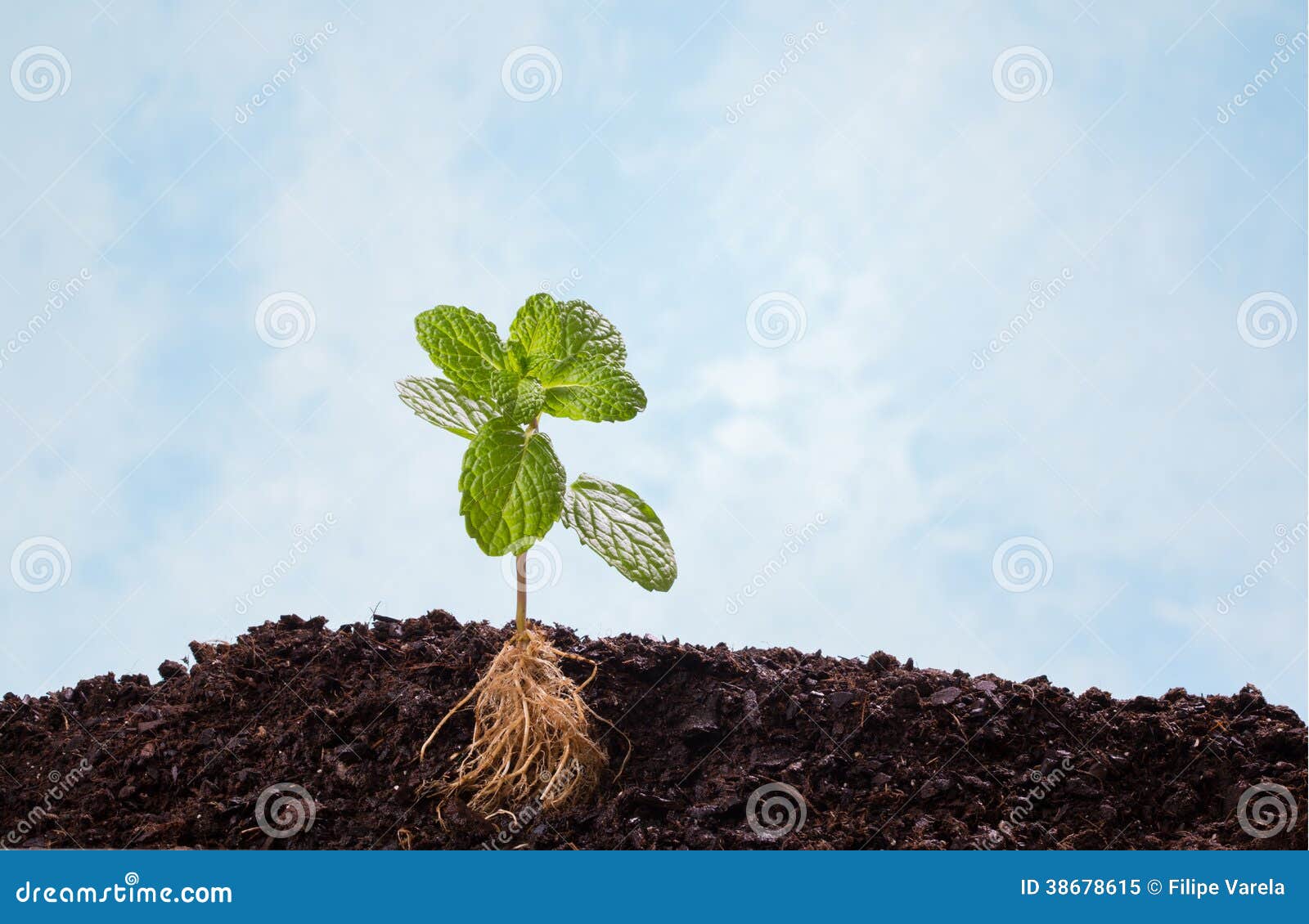 Pianta Della Menta in Suolo Con La Radice Visibile Immagine Stock ...