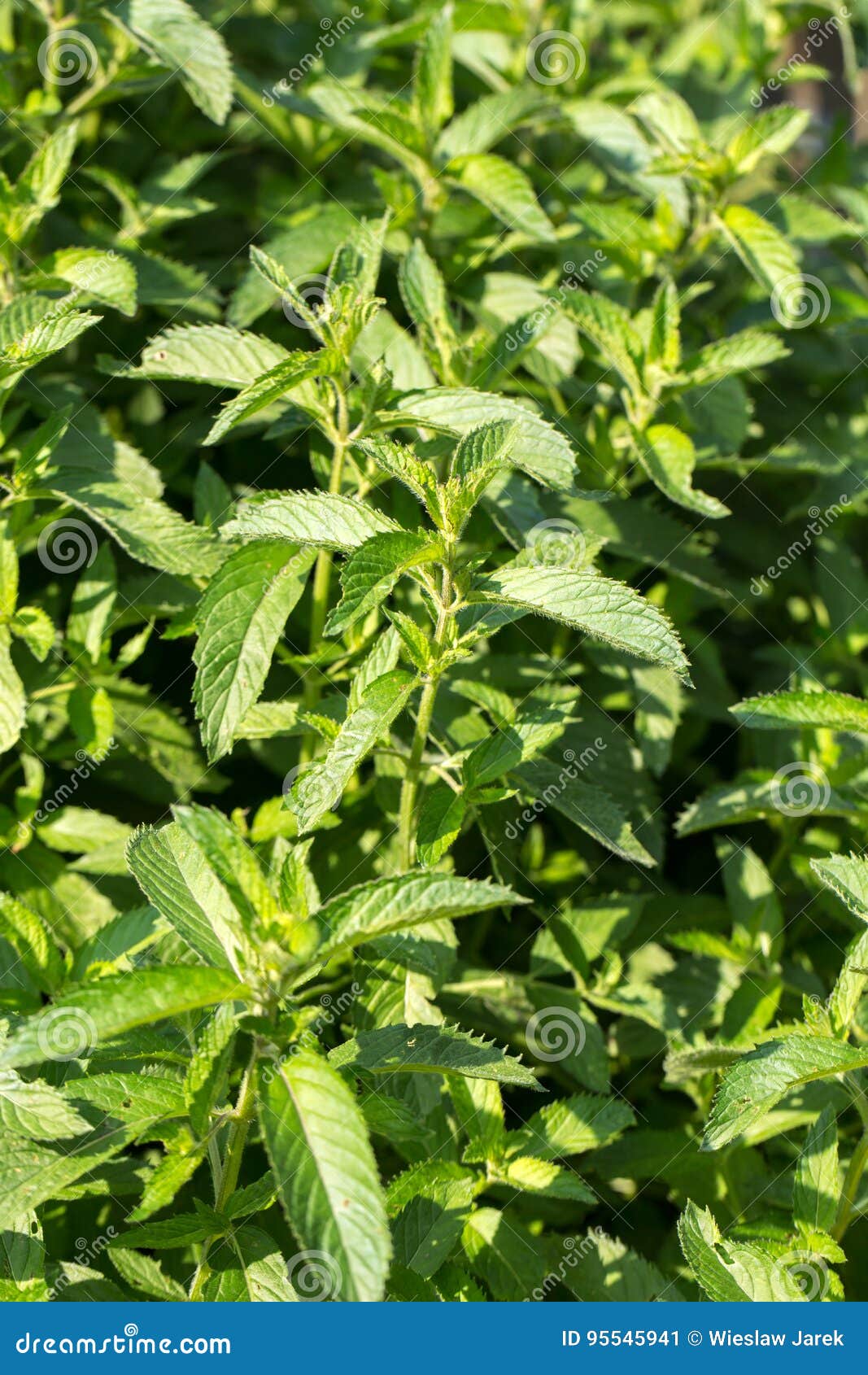 Pianta Della Menta Sviluppata All'orto Immagine Stock - Immagine di ...