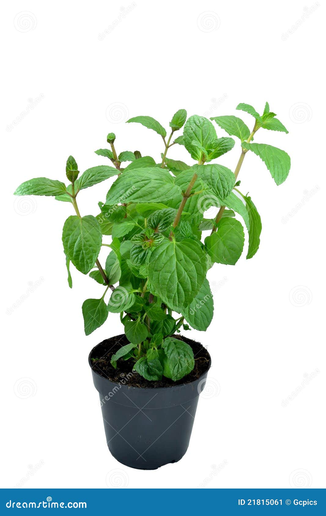 Pianta Della Menta in Un POT Della Pianta Immagine Stock - Immagine di ...