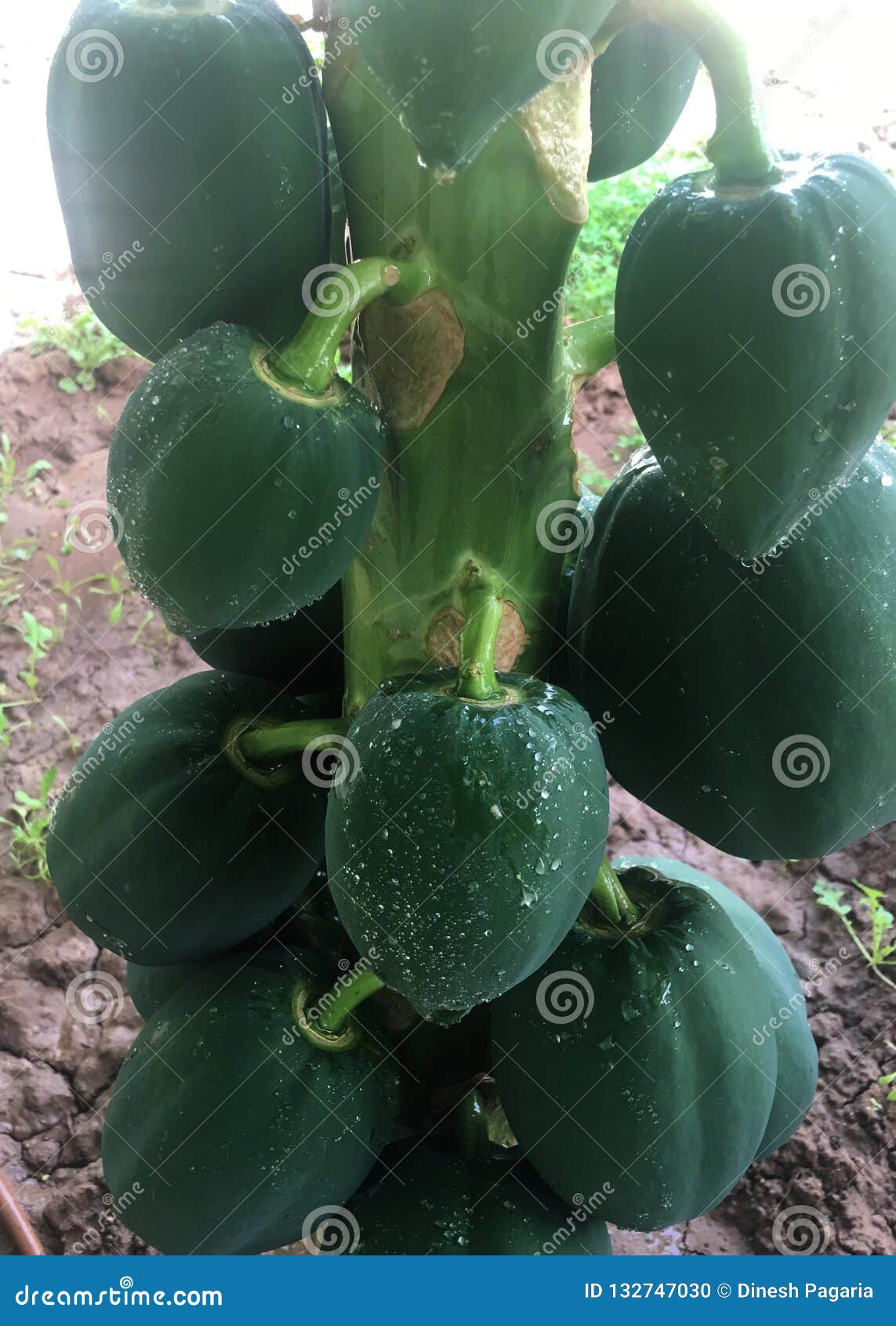 Pianta Della Papaia Con I Frutti Fotografia Stock - Immagine di ...