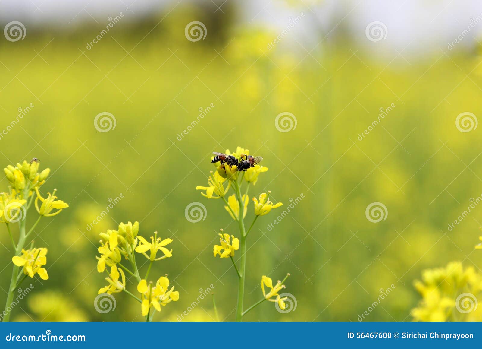 Pianta Della Senape Pollated Fotografia Stock - Immagine di senape ...