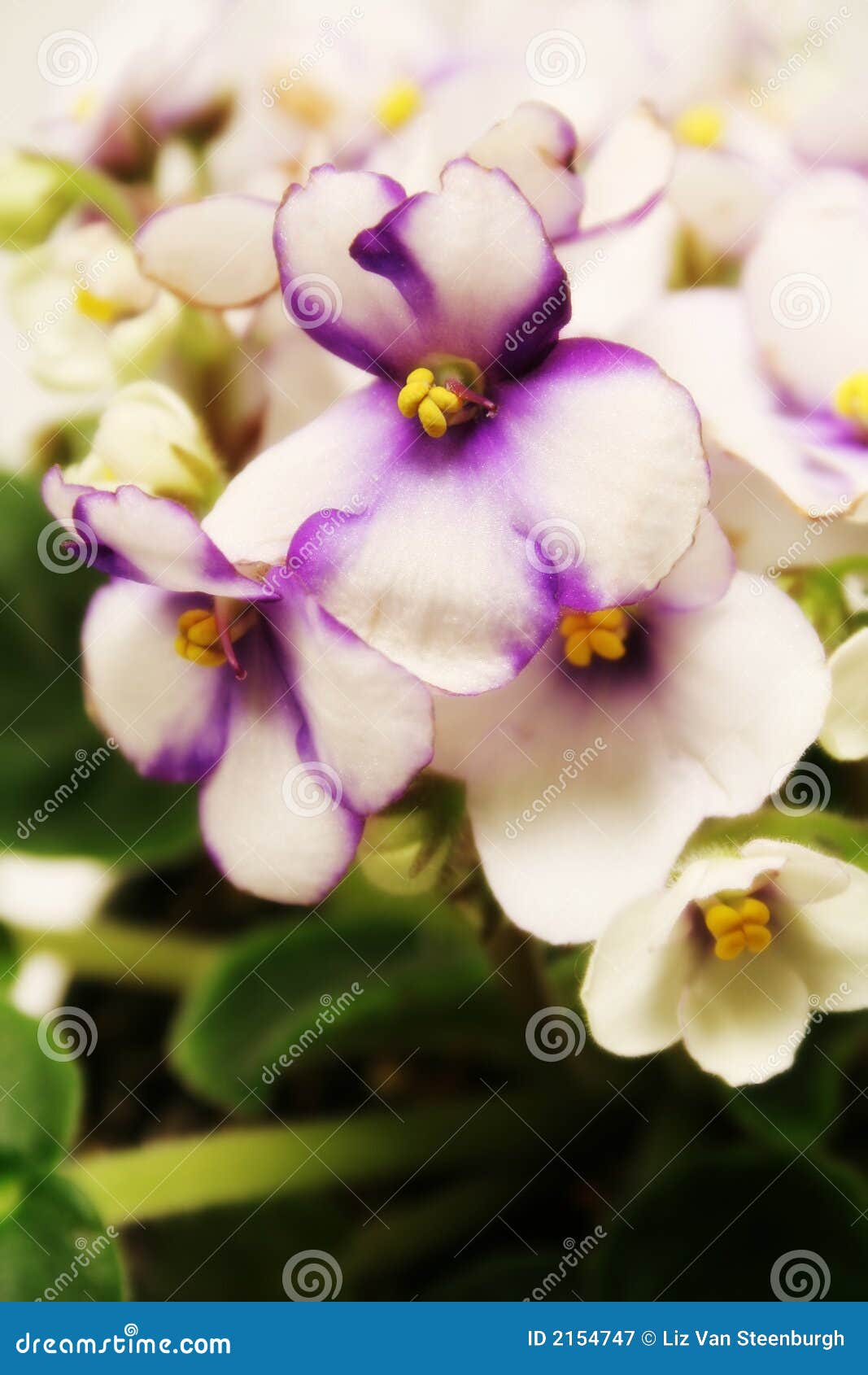 Pianta Della Viola Africana Immagine Stock - Immagine di pianta ...