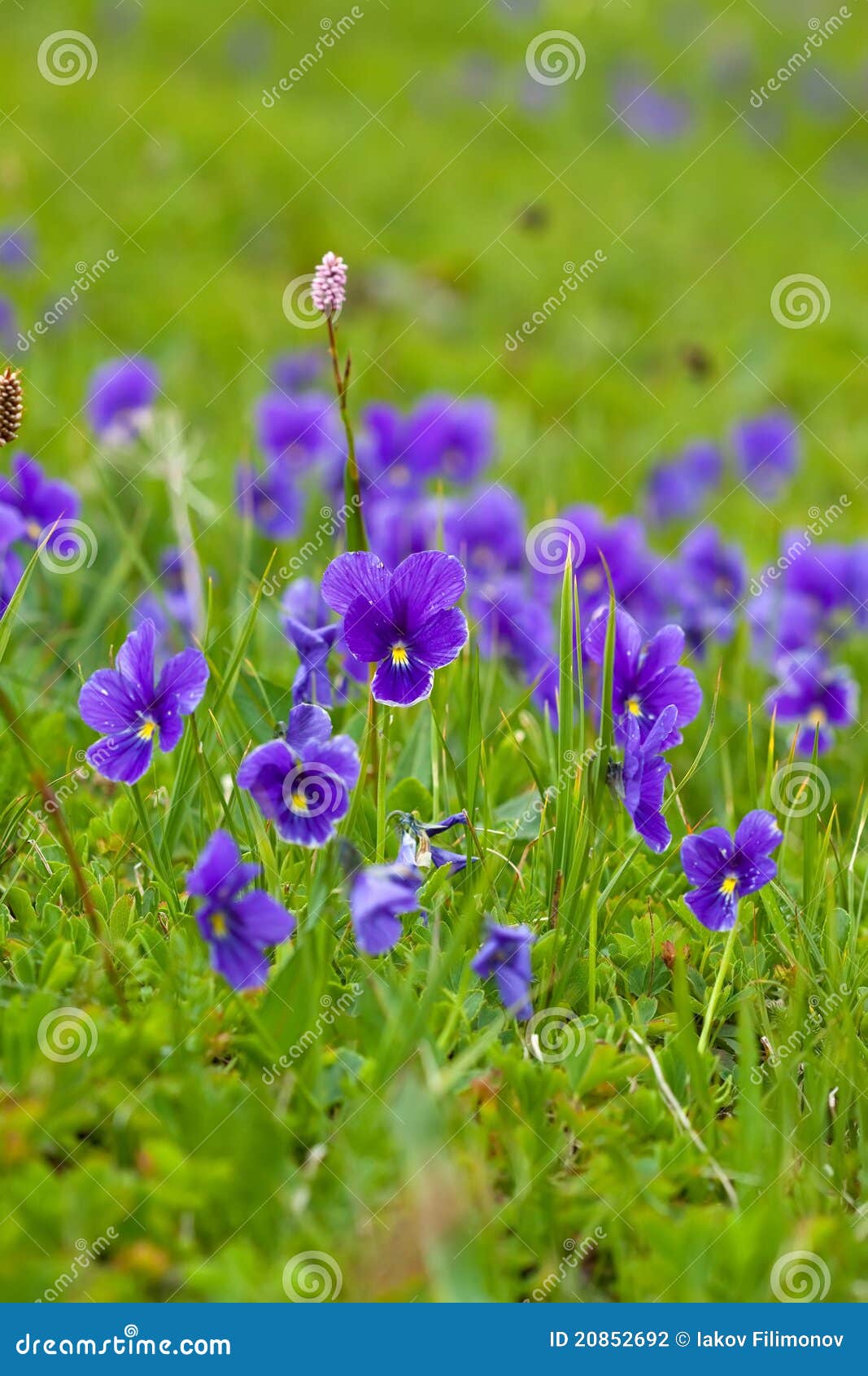 Pianta Della Viola Selvatica Fotografia Stock - Immagine di fiore ...