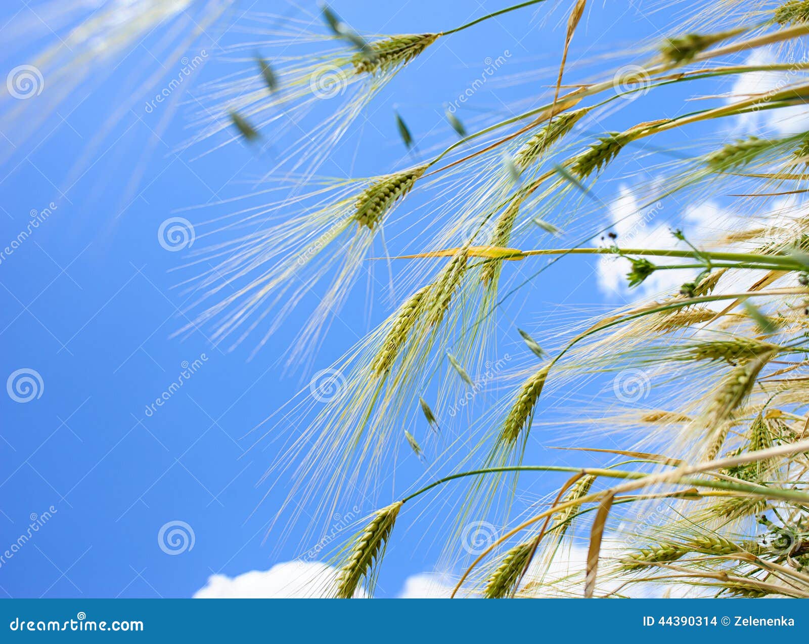 Pianta Delle Orecchie Dell'orzo Contro Il Cielo Blu Fotografia Stock ...
