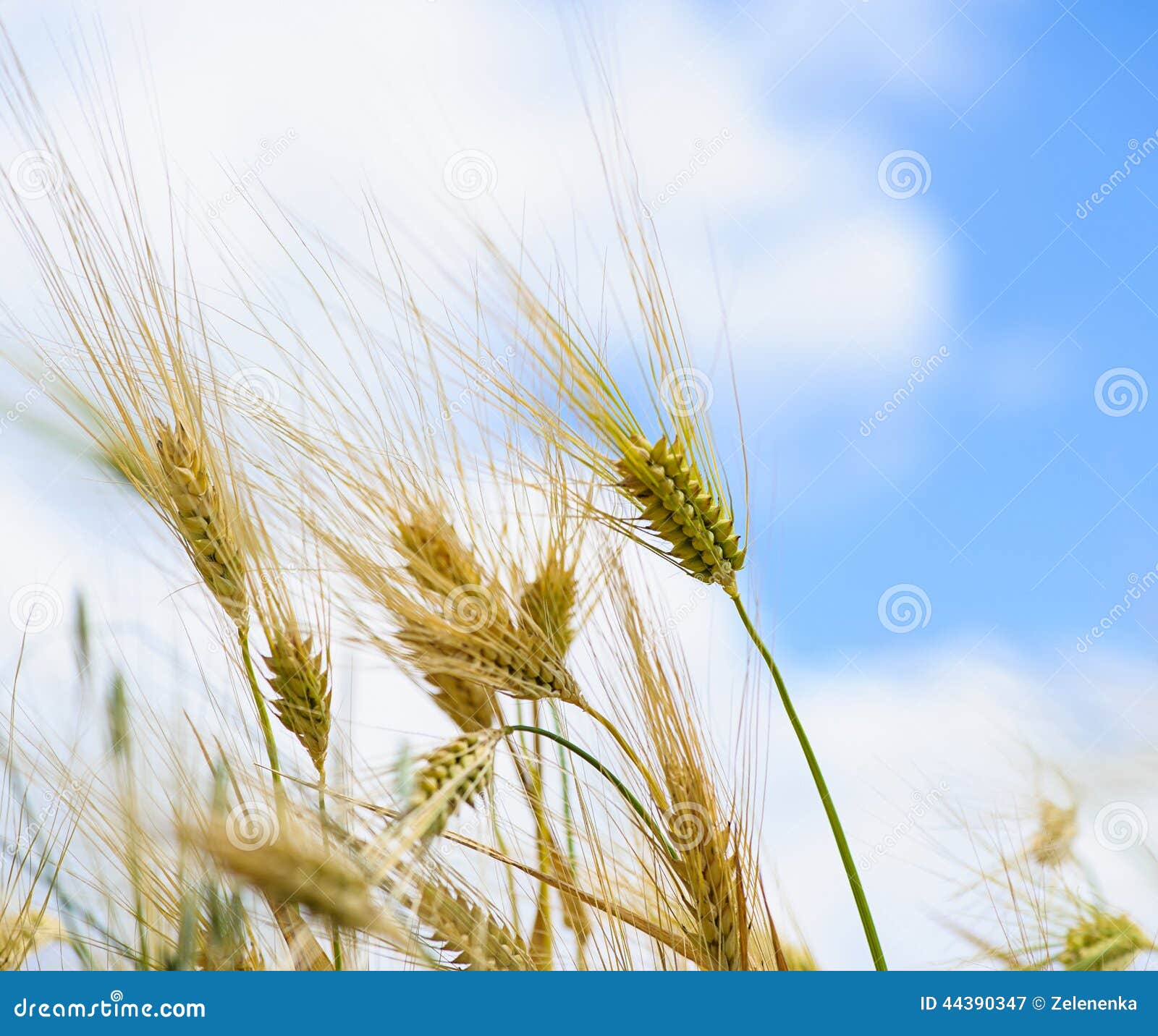 Pianta Delle Orecchie Dell'orzo Contro Il Cielo Blu Immagine Stock ...