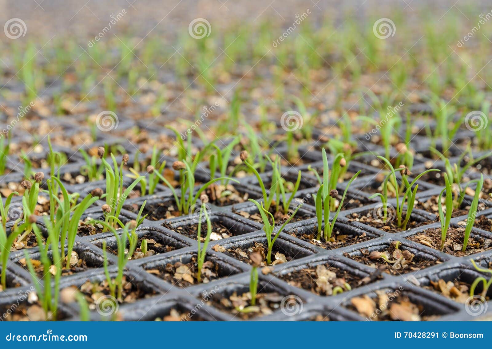 Pianta Delle Piantine Degli Spinaci Immagine Stock - Immagine di ...