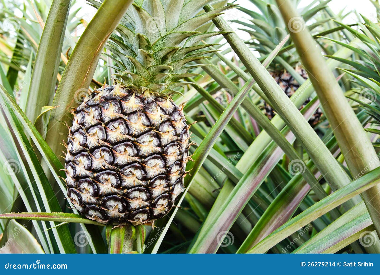 Pianta di ananas fotografia stock. Immagine di fogli - 26279214
