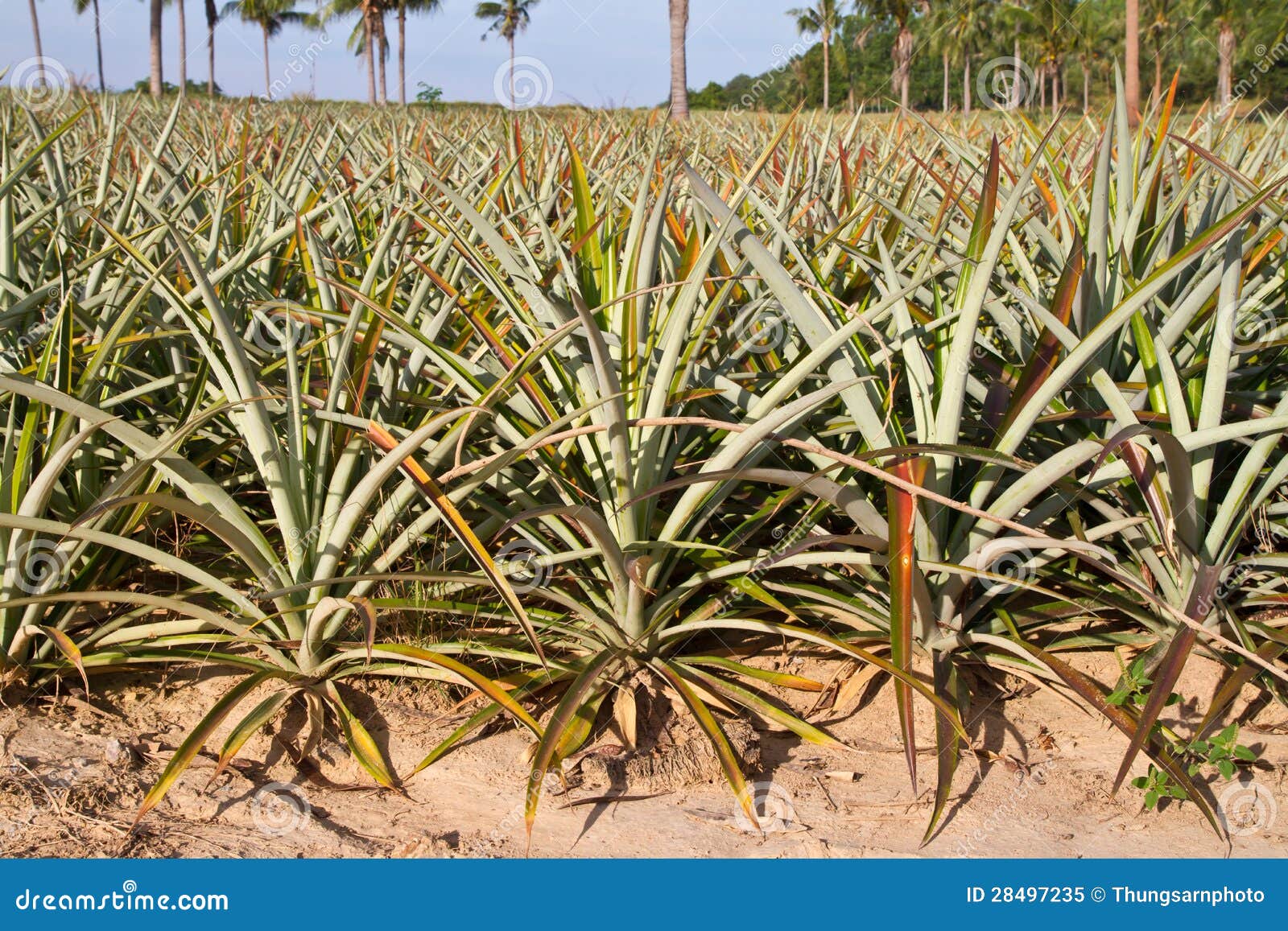 Pianta di ananas immagine stock. Immagine di raccolto - 28497235