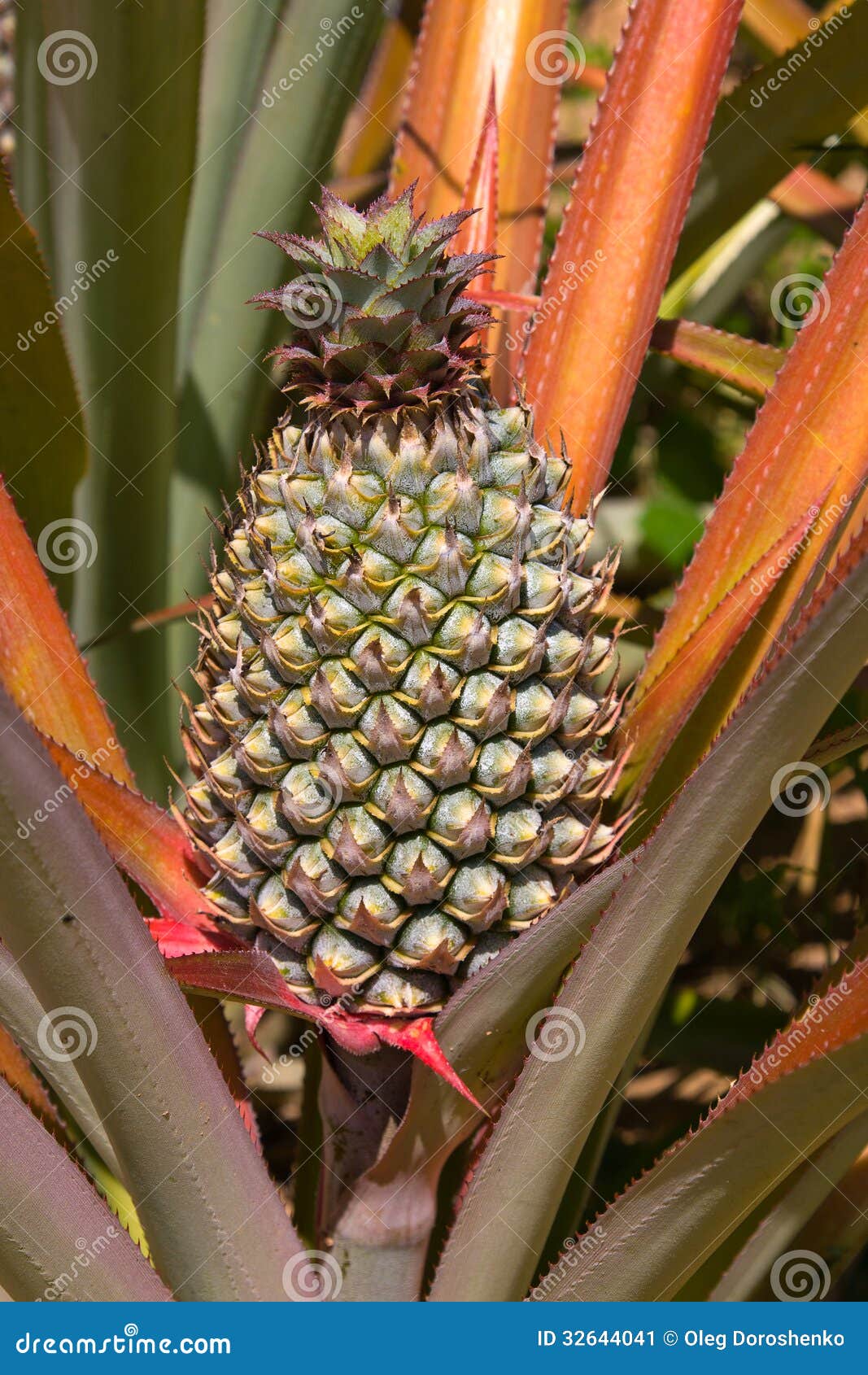 Pianta di ananas immagine stock. Immagine di fogli, sugoso - 32644041