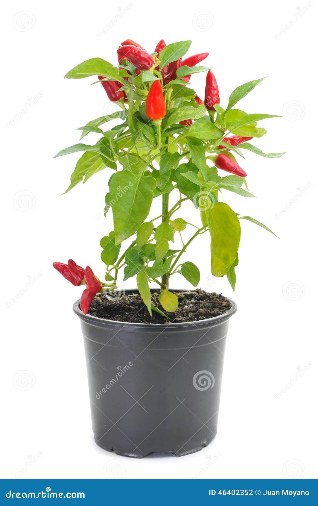 Pianta Di Capsicum Annuum Con I Piccoli Peperoni Fotografia Stock ...