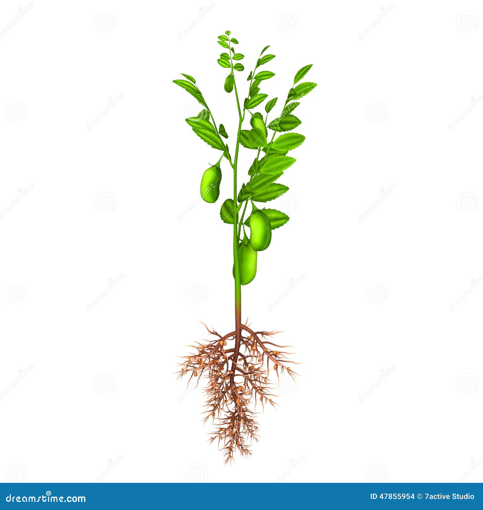 Pianta di cece illustrazione di stock. Illustrazione di nutrizione ...