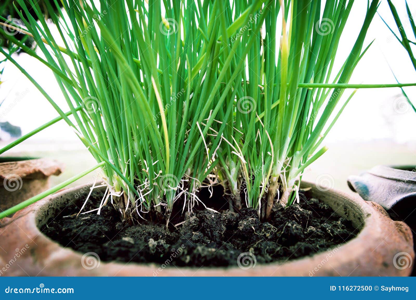 Pianta Di Cipolla in Conservato in Vaso Fotografia Stock - Immagine di ...