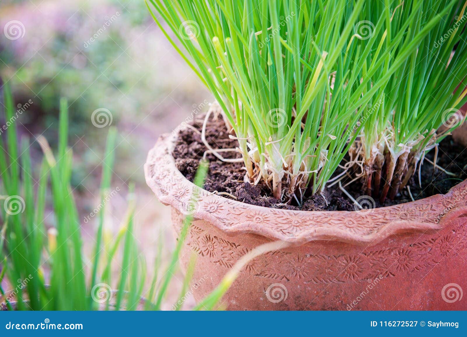 Pianta Di Cipolla in Conservato in Vaso Immagine Stock - Immagine di ...
