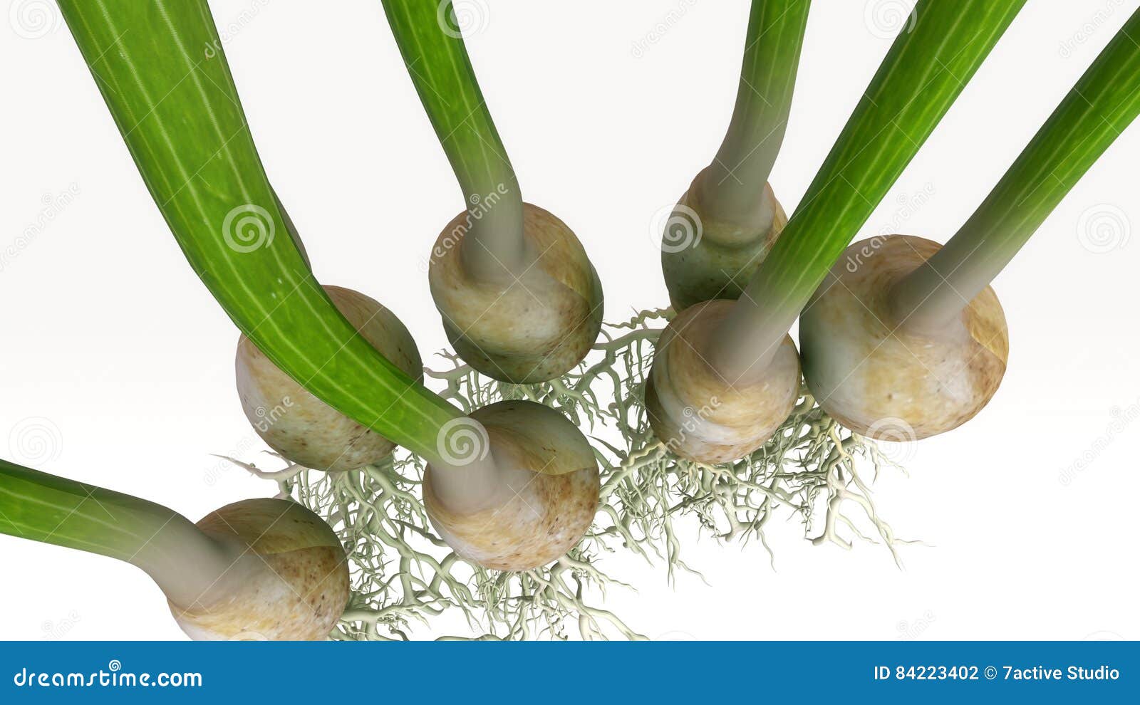 Pianta Di Cipolla Di Inverno Illustrazione di Stock - Illustrazione di ...