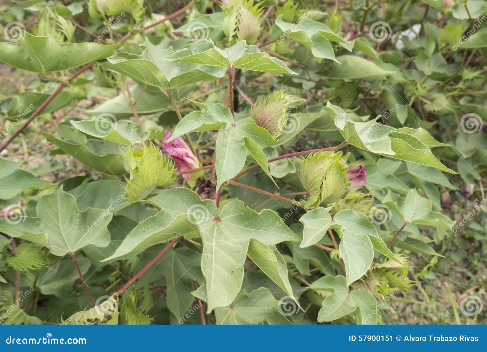 Pianta Di Cotone, Germogli Del Cotone Immagine Stock - Immagine di ...