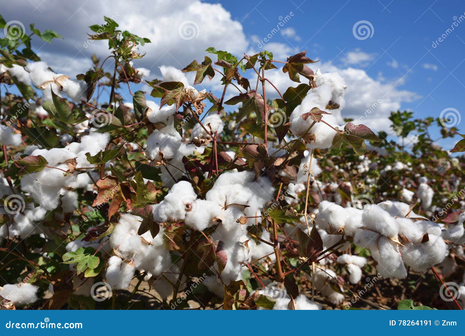 Pianta Di Cotone Pronta Per Il Raccolto Immagine Stock - Immagine di ...
