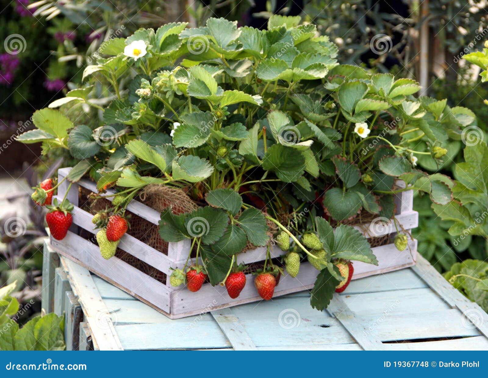 Pianta di fragola fotografia stock. Immagine di vagliato - 19367748