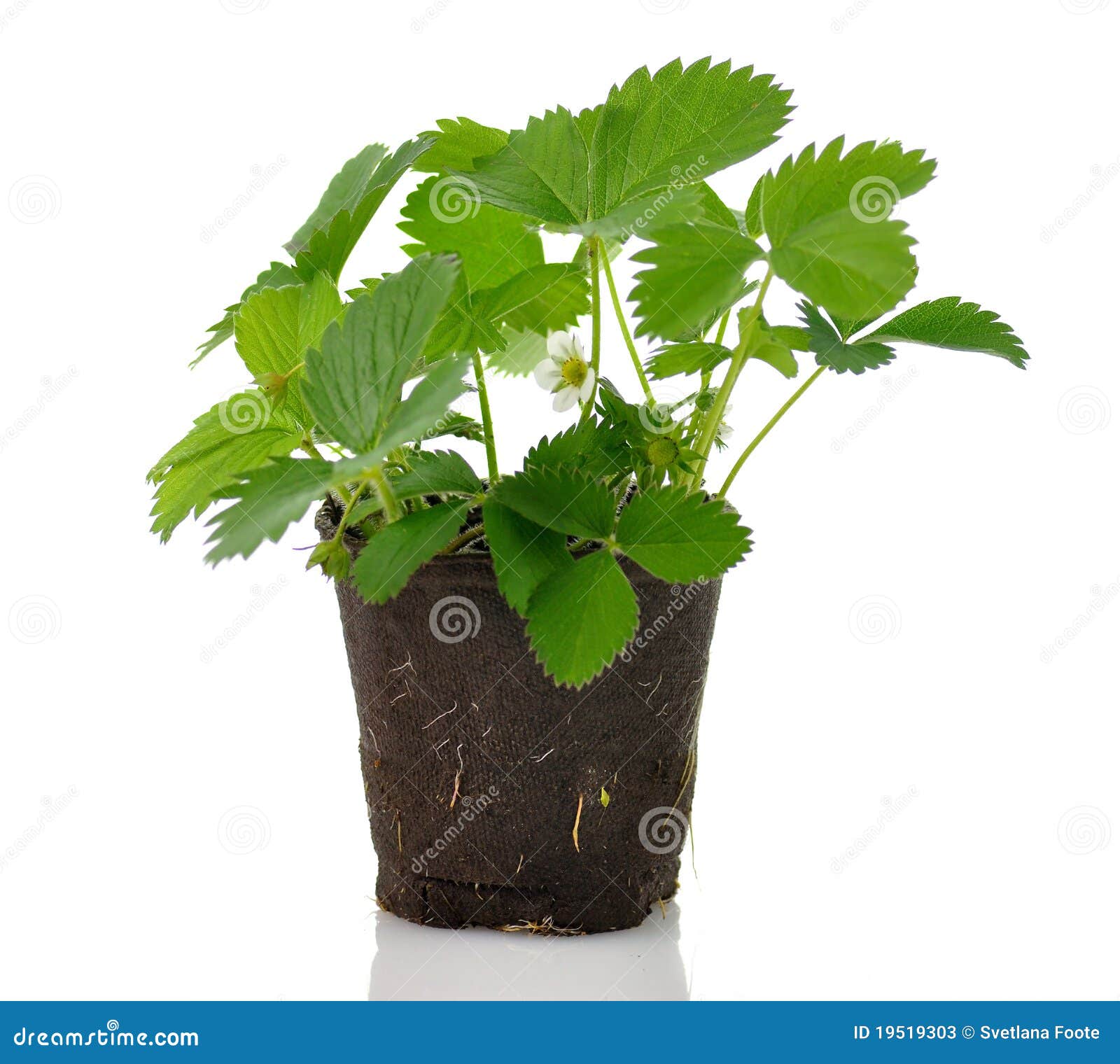 Pianta di fragola immagine stock. Immagine di sporcizia - 19519303