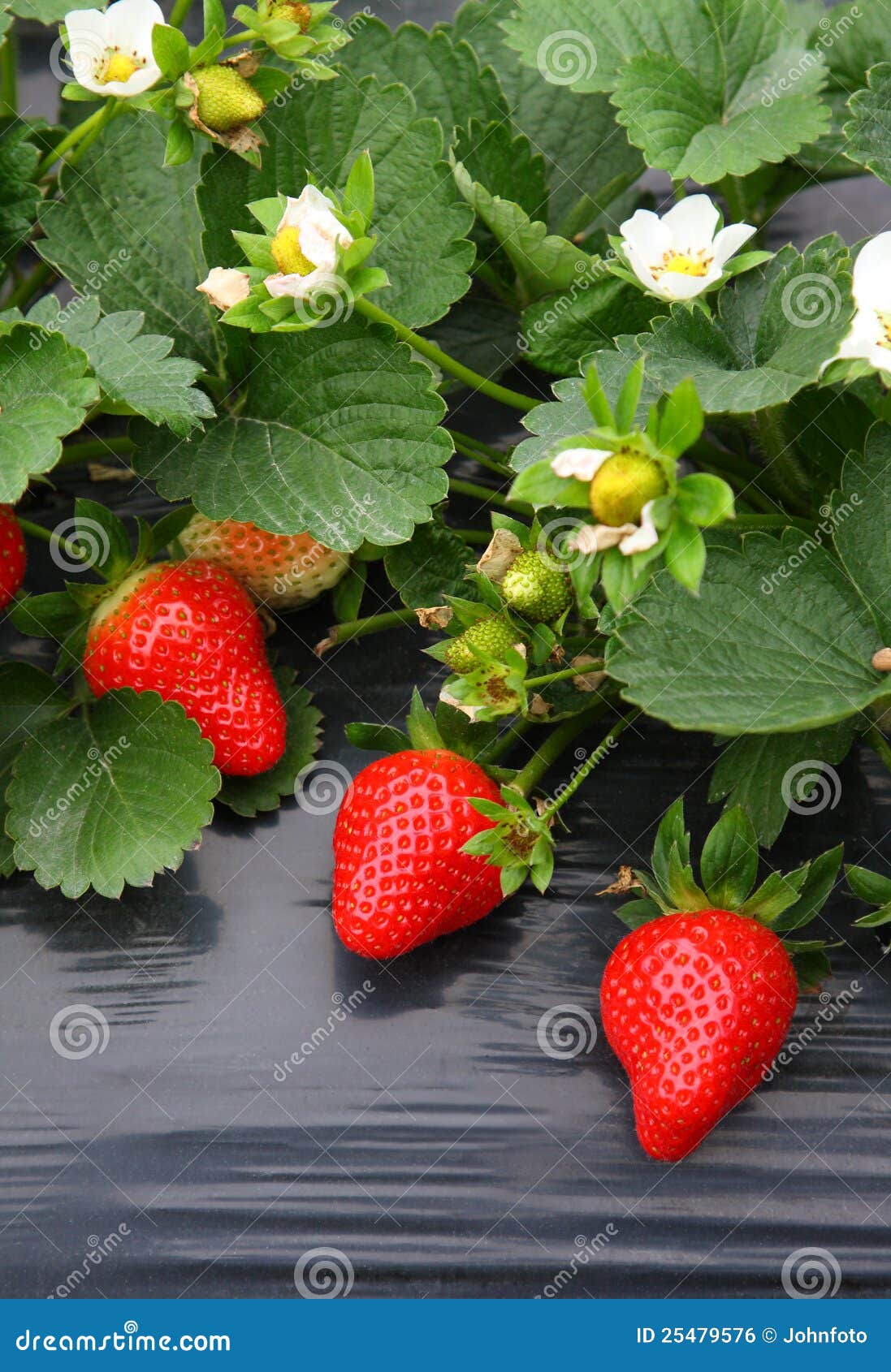 Pianta di fragola fotografia stock. Immagine di frutta - 25479576