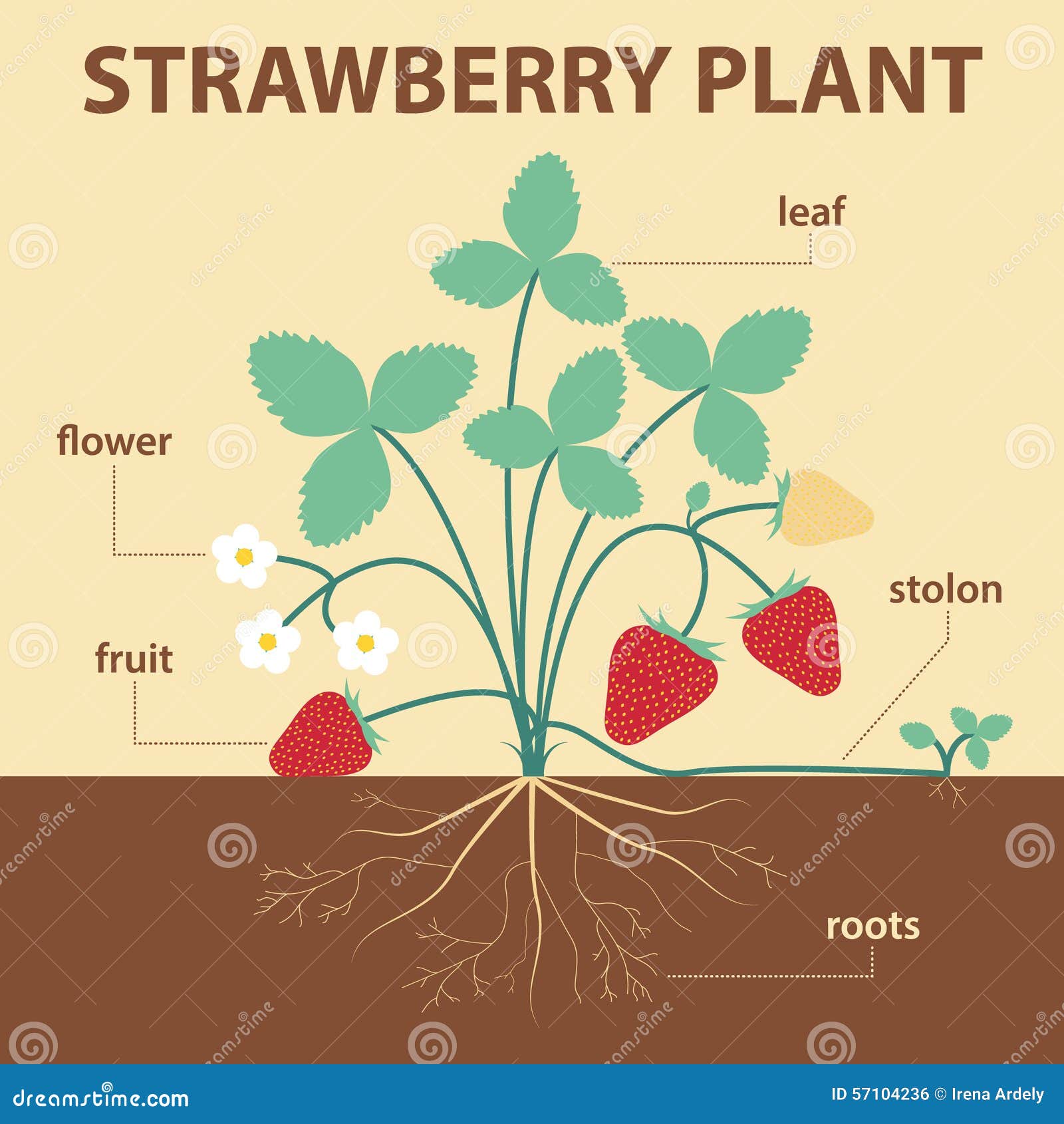 Pianta di fragola illustrazione vettoriale. Illustrazione di marrone ...