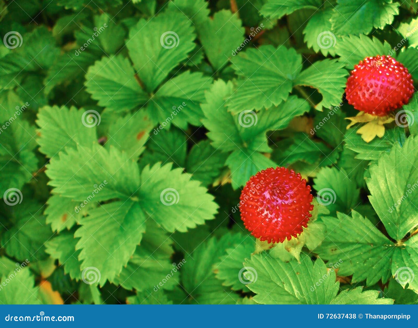 Pianta di fragola di bosco fotografia stock. Immagine di macro - 72637438