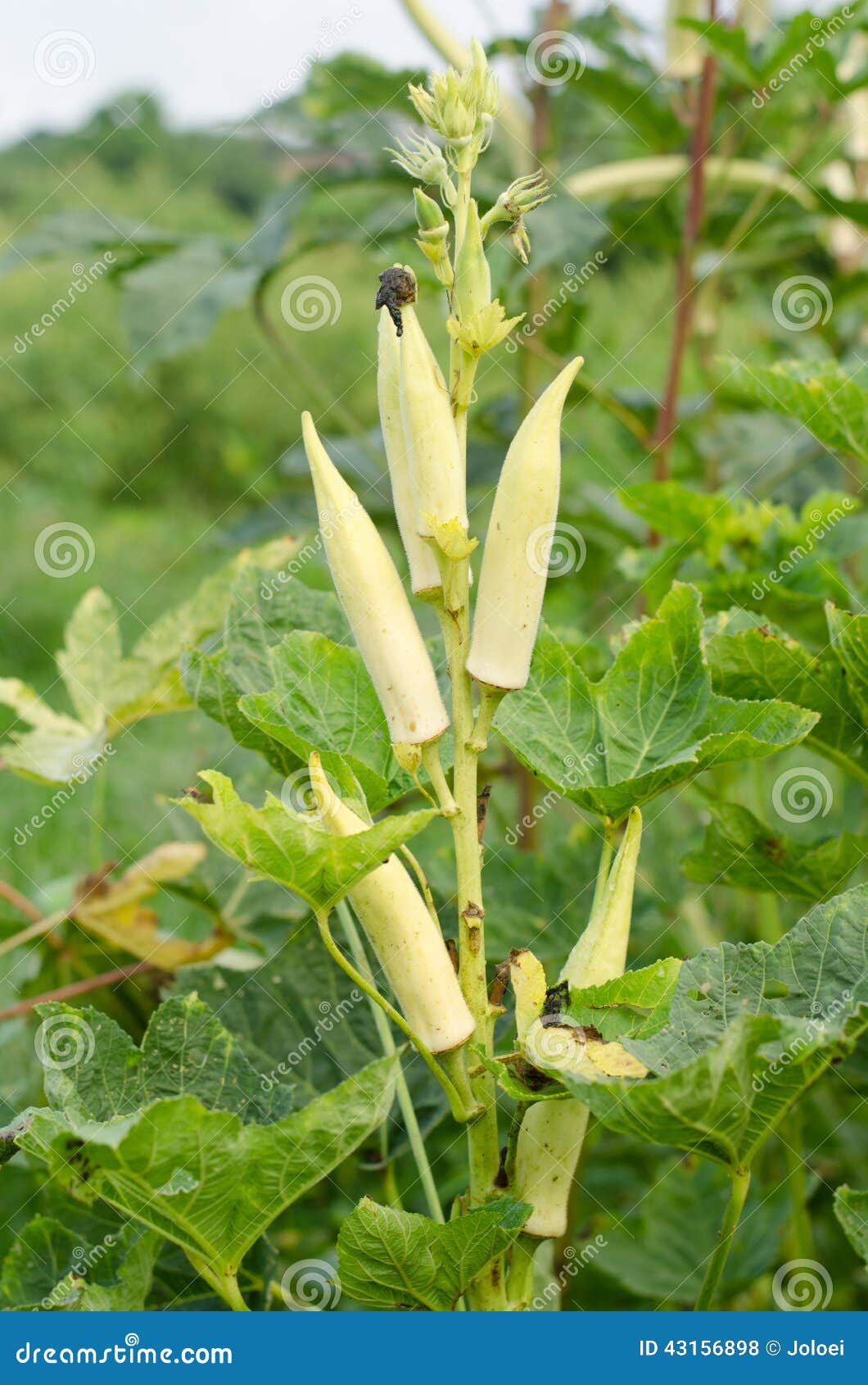 Pianta di gombo fotografia stock. Immagine di nave, podere - 43156898