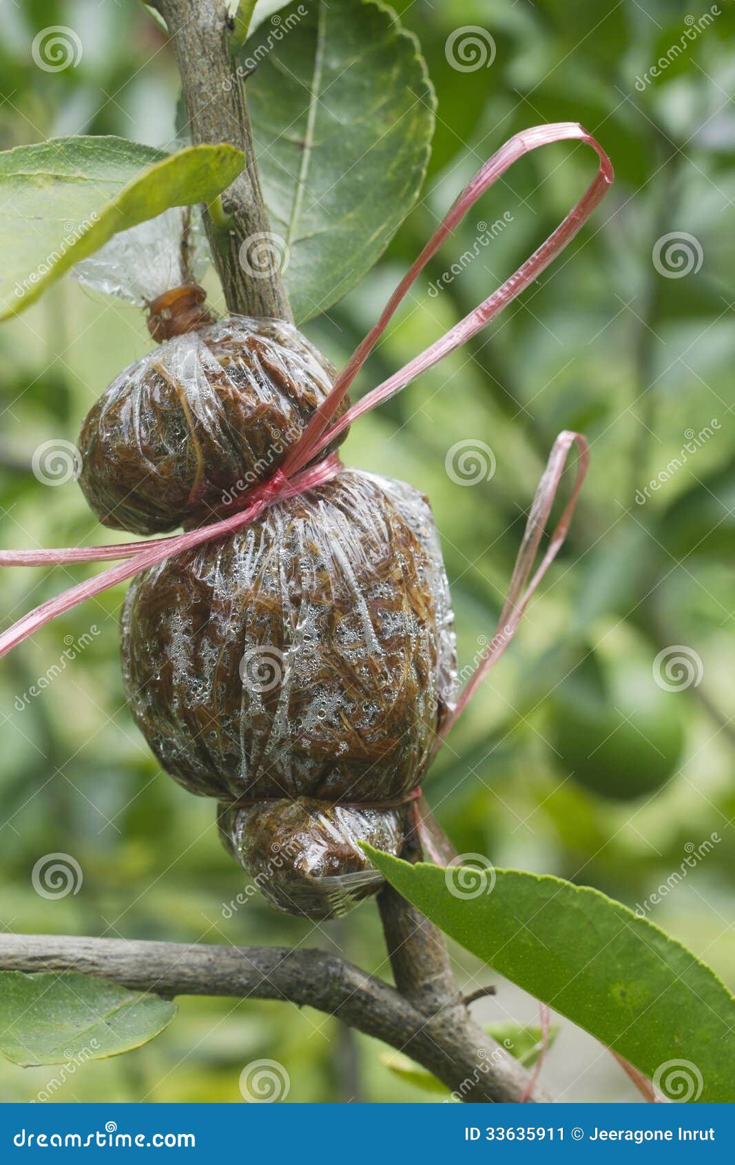 Pianta di margotta immagine stock. Immagine di albero - 33635911