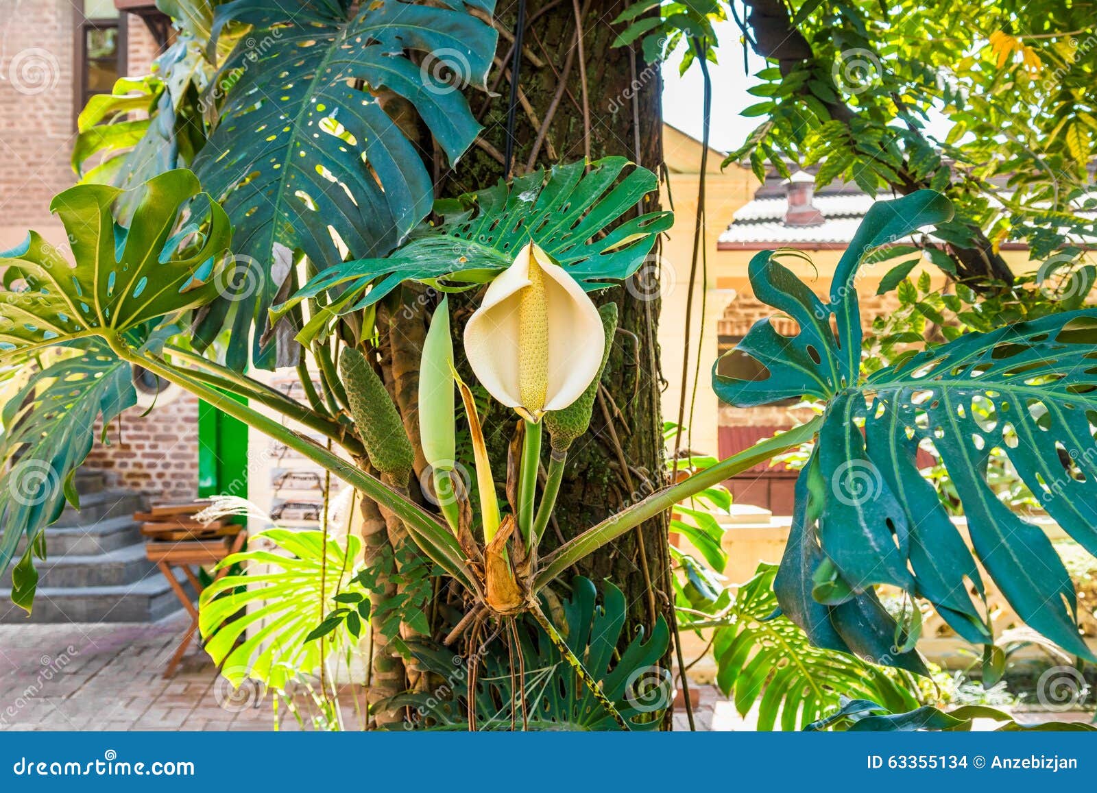Pianta Di Monstera Deliciosa Fotografia Stock - Immagine di selvaggio ...