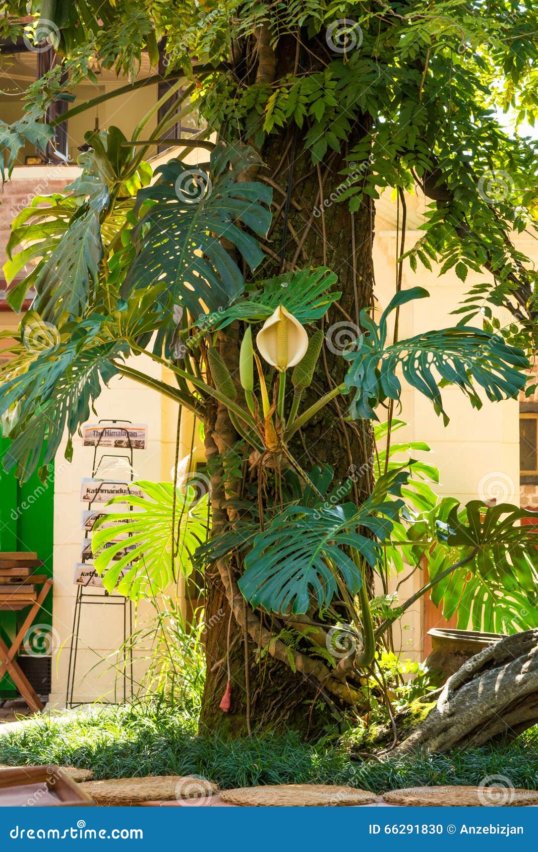 Pianta Di Monstera Deliciosa Fotografia Stock - Immagine di tropicale ...
