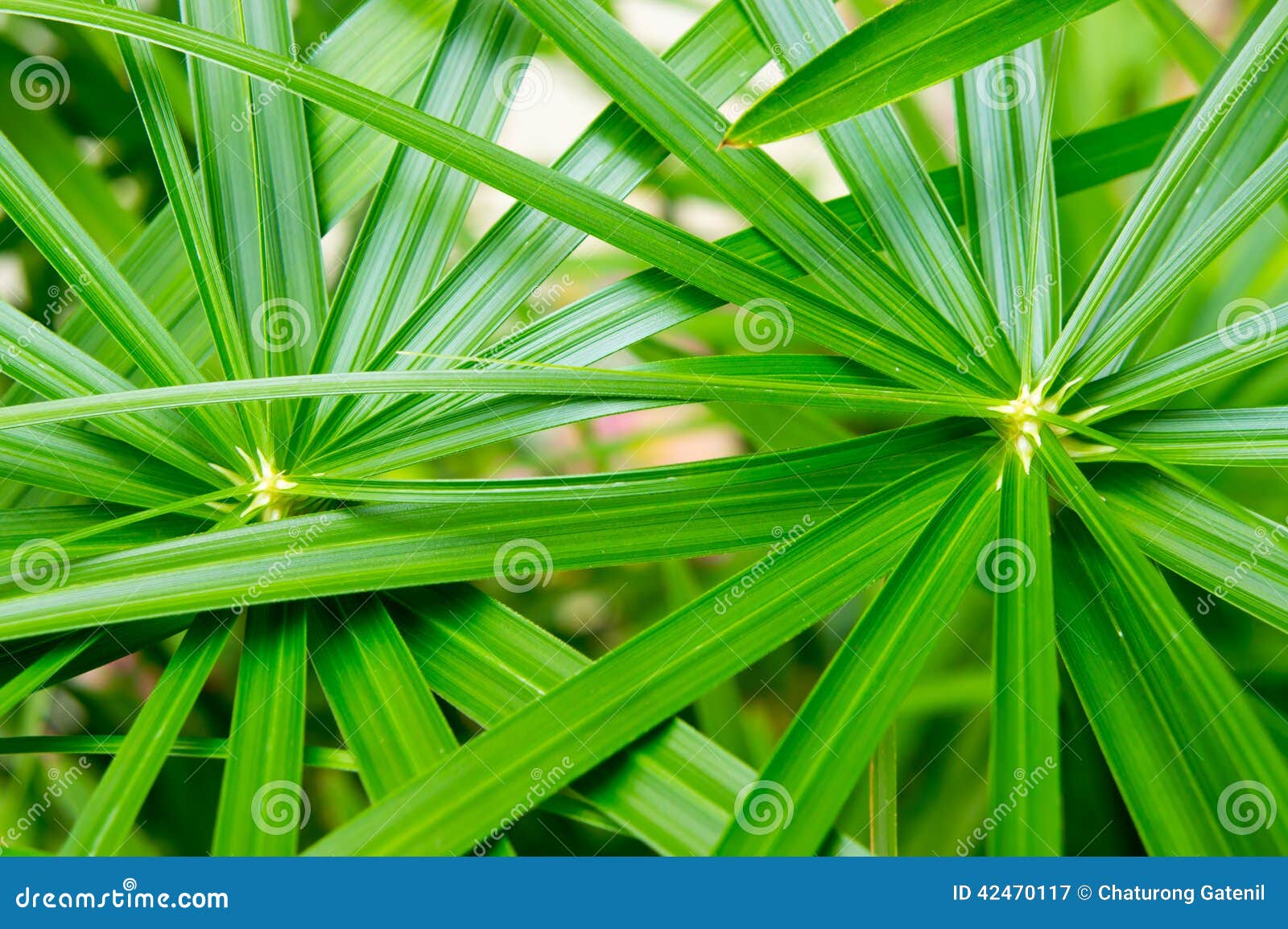 Pianta Di Ombrello, Cyperaceae, Papiro Immagine Stock - Immagine di ...