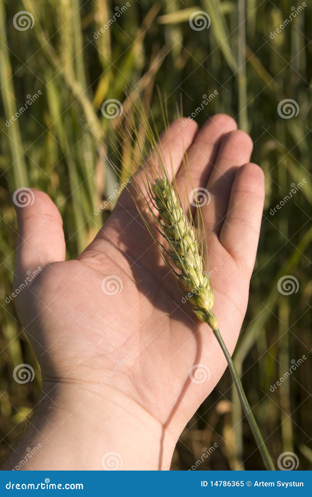 Pianta di orzo disponibila immagine stock. Immagine di frumento - 14786365