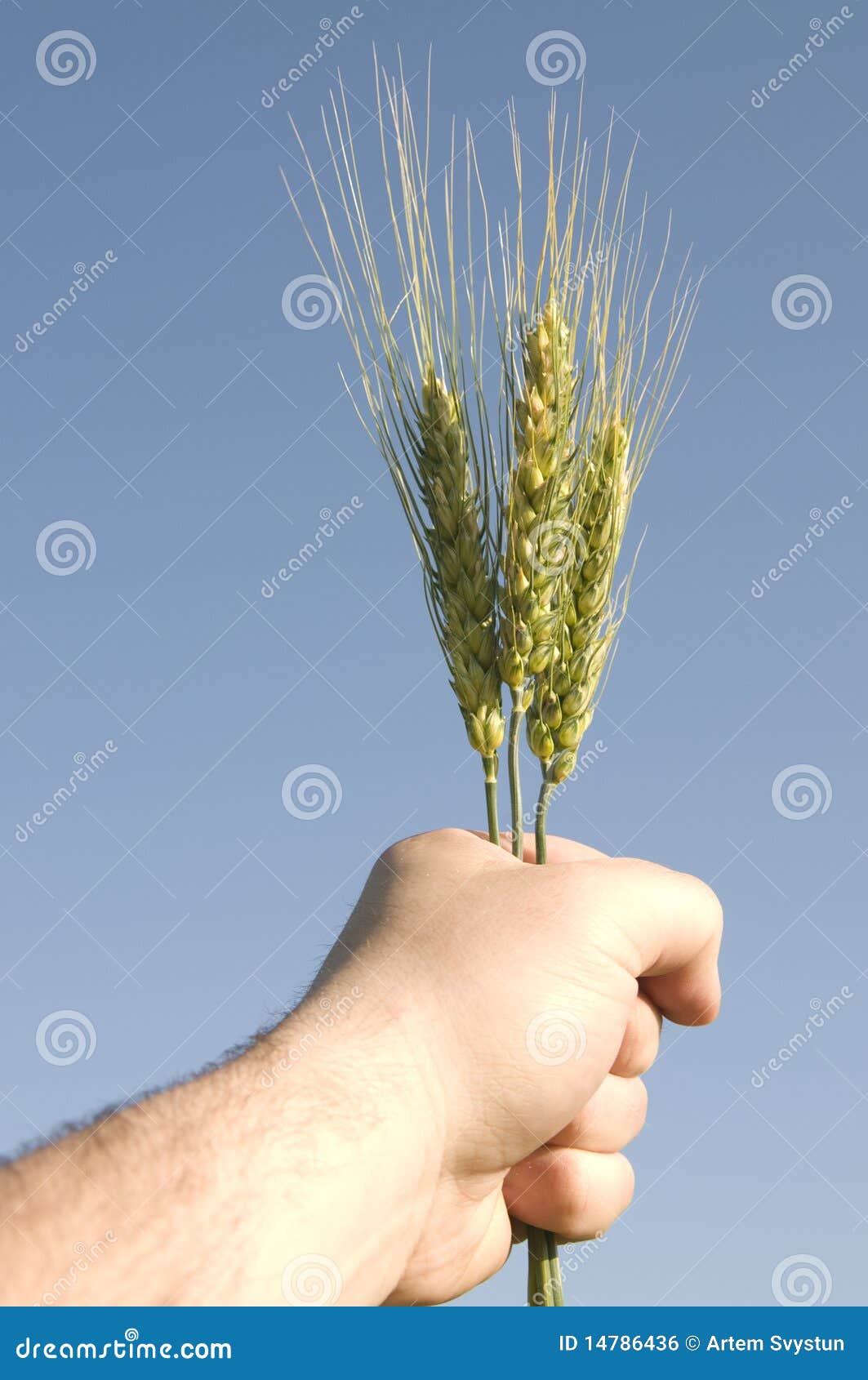 Pianta di orzo disponibila fotografia stock. Immagine di erbaccia ...