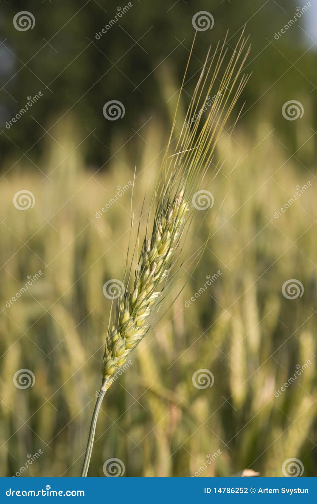 Pianta di orzo in un campo fotografia stock. Immagine di ingrandimento ...