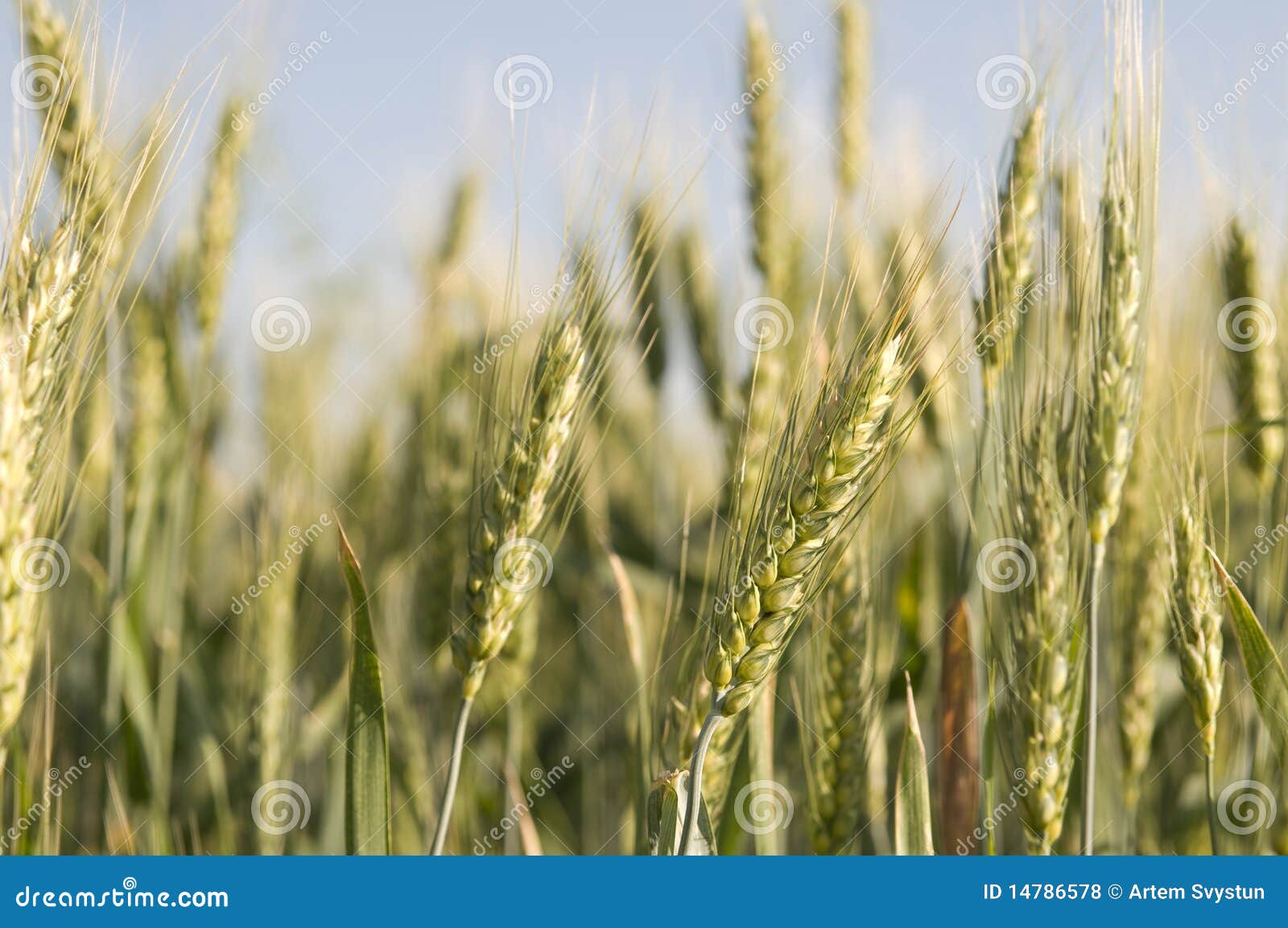 Pianta di orzo in un campo fotografia stock. Immagine di paglia - 14786578