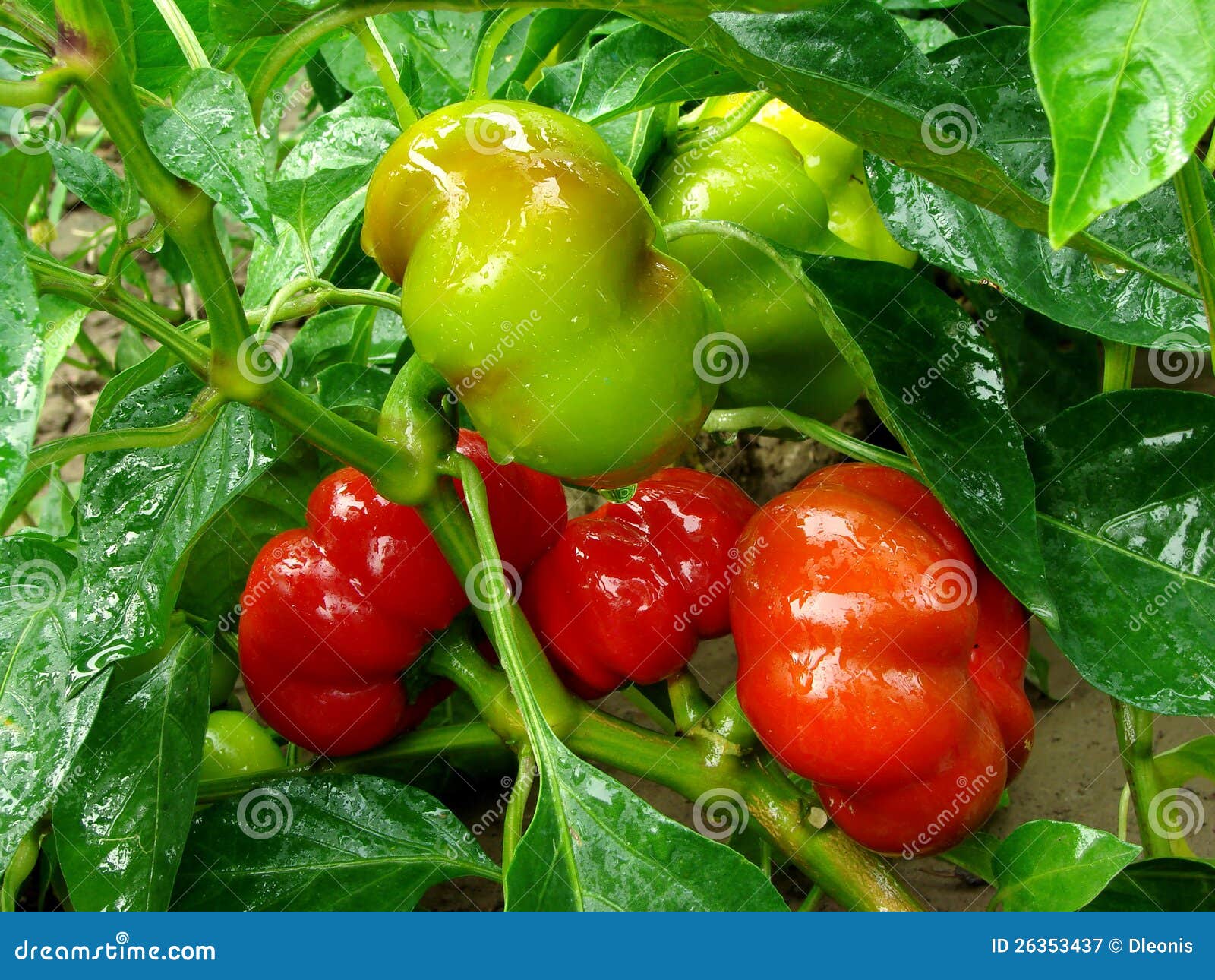 Pianta di peperone dolce immagine stock. Immagine di nave - 26353437