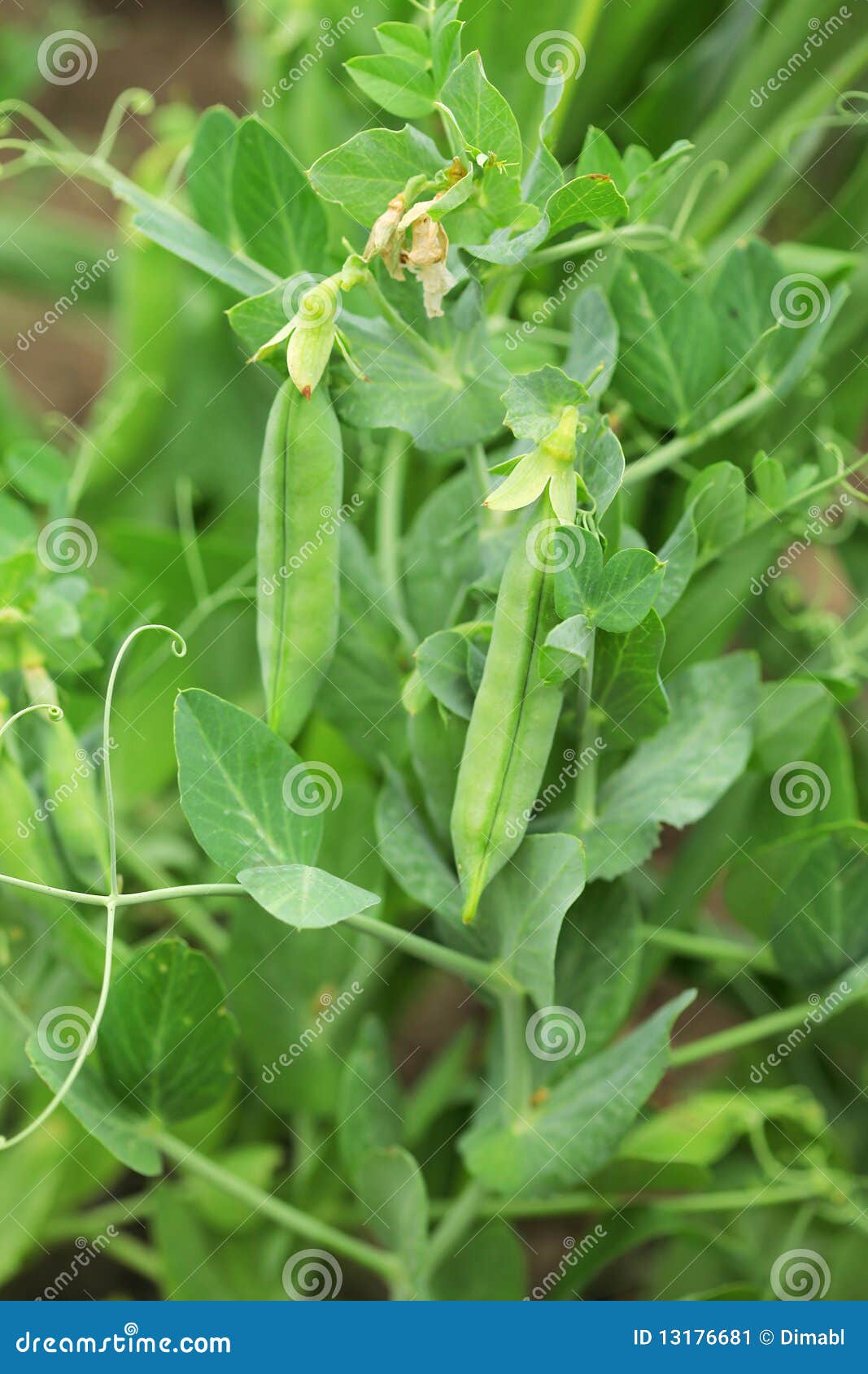 Pianta di piselli immagine stock. Immagine di selettivo - 13176681