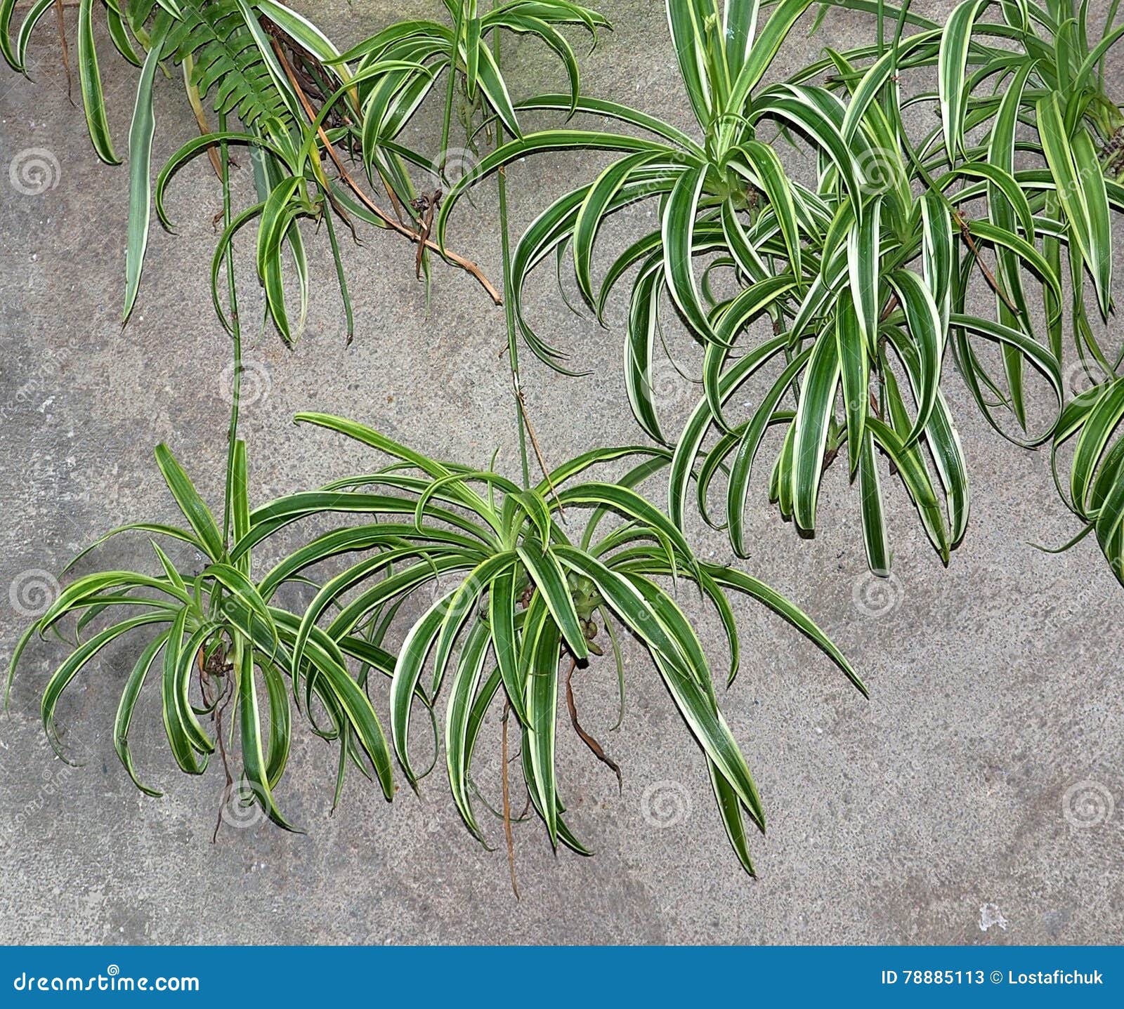 Pianta Di Ragno O Chlorophytum Comosum Immagine Stock - Immagine di ...