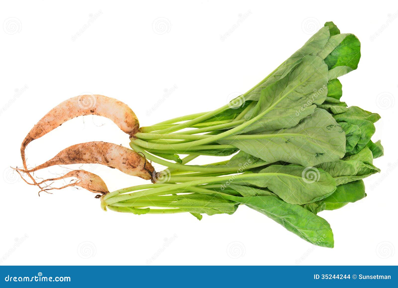 Pianta di ravanello bianca fotografia stock. Immagine di culinario ...