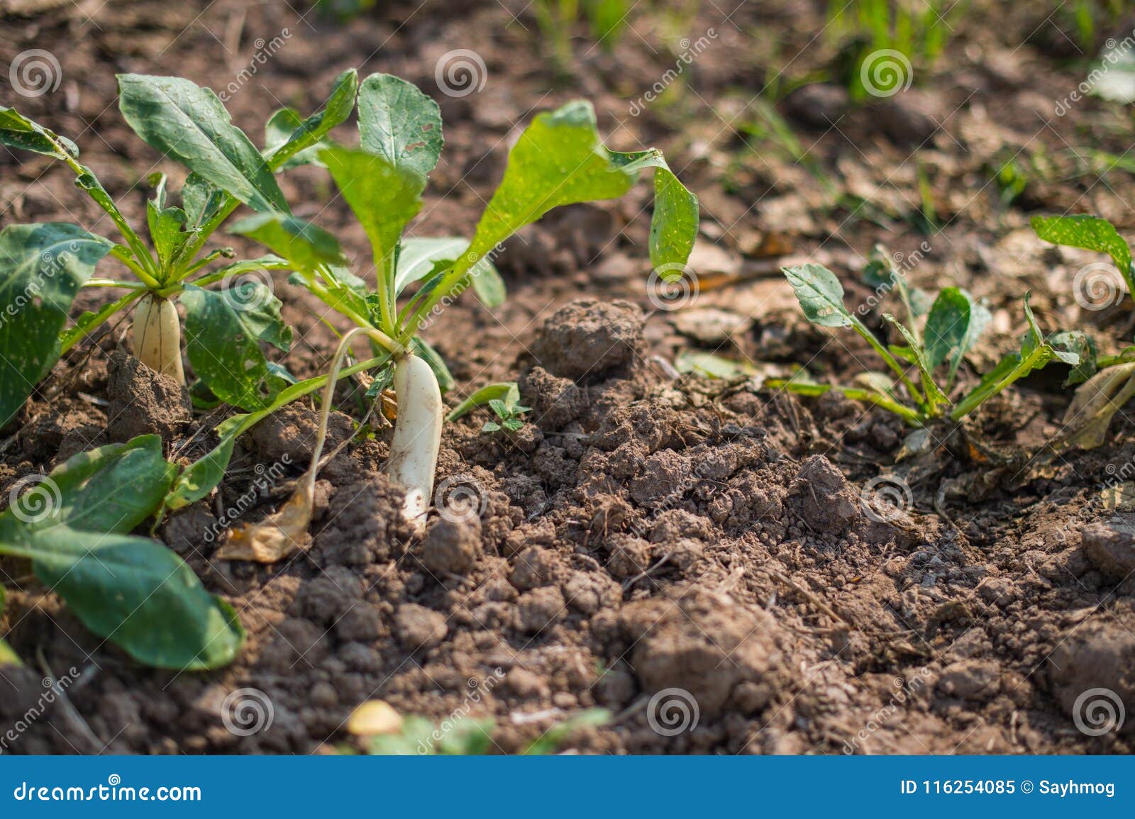 Pianta Di Ravanello Bianca in Suolo Immagine Stock - Immagine di ...