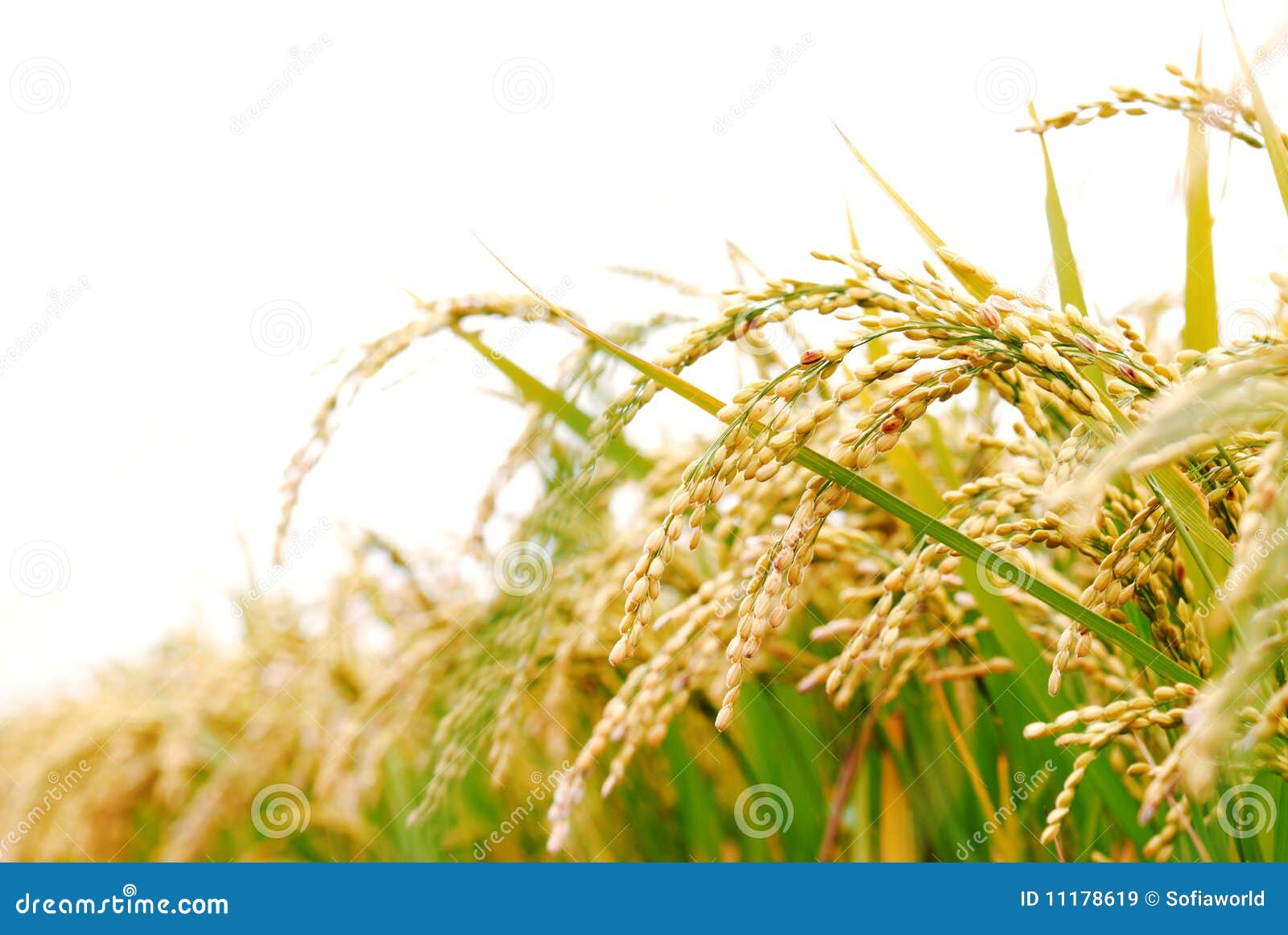 Pianta di riso immagine stock. Immagine di agricoltura - 11178619