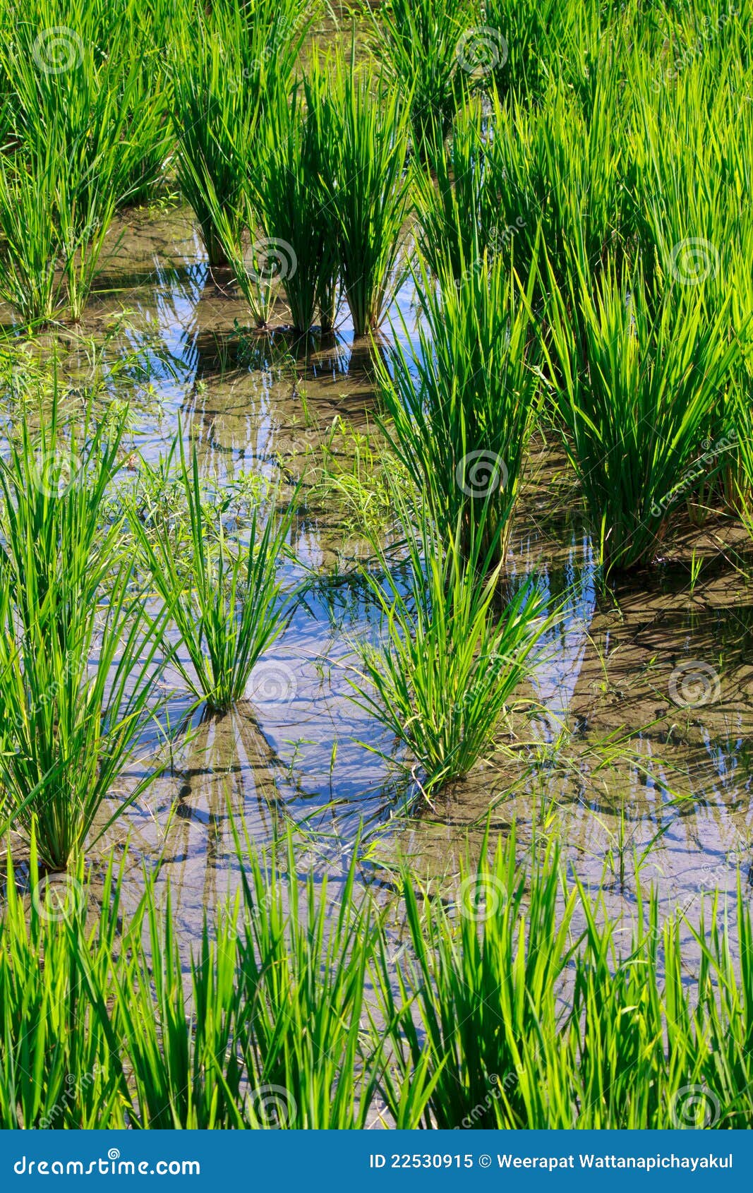 Pianta di riso immagine stock. Immagine di agricoltura - 22530915
