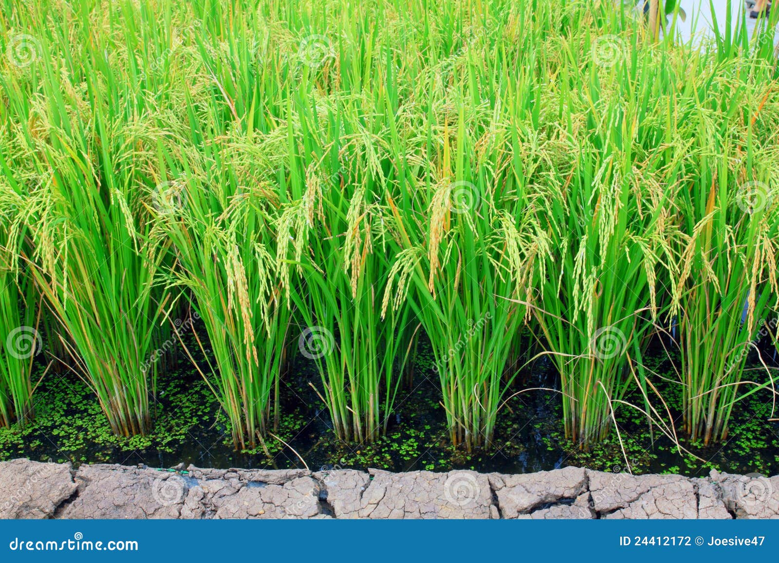 Pianta di riso fotografia stock. Immagine di fogli, raccolta - 24412172