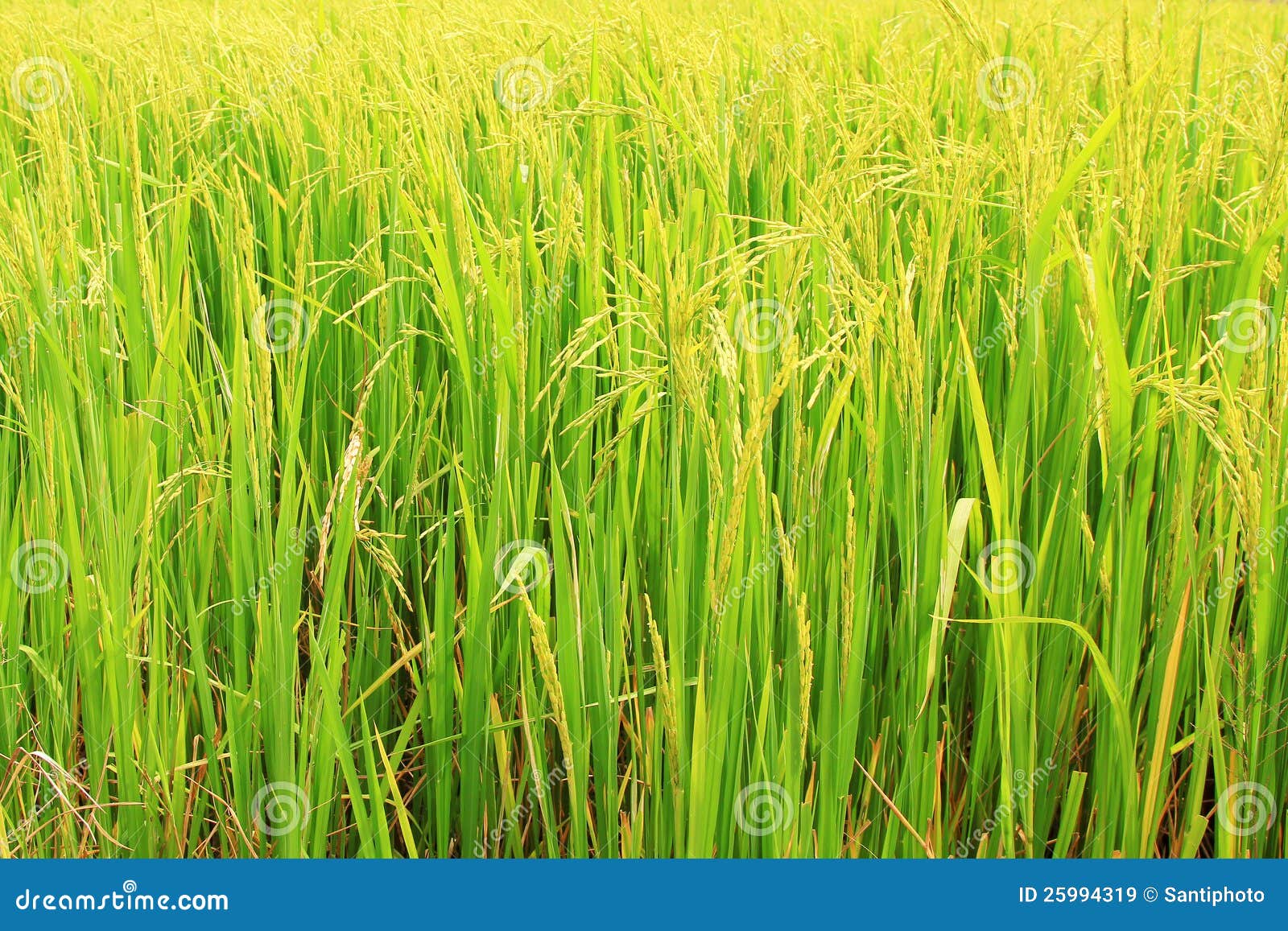 Pianta di riso immagine stock. Immagine di risaia, raccolto - 25994319