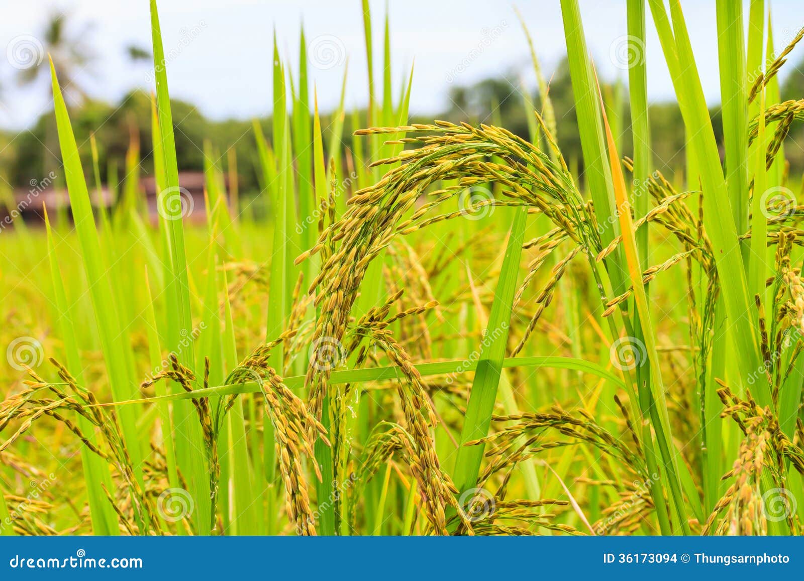Pianta di riso fotografia stock. Immagine di asiatico - 36173094