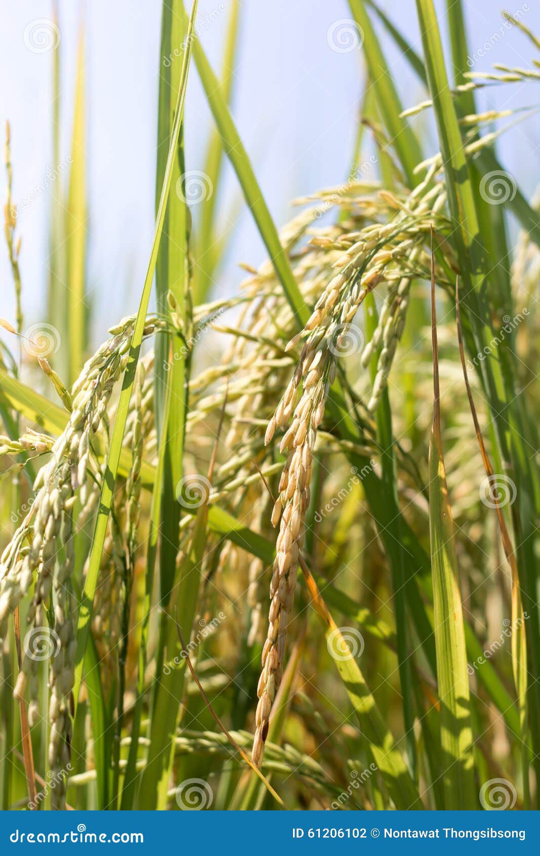 Pianta di riso fotografia stock. Immagine di podere, riso - 61206102