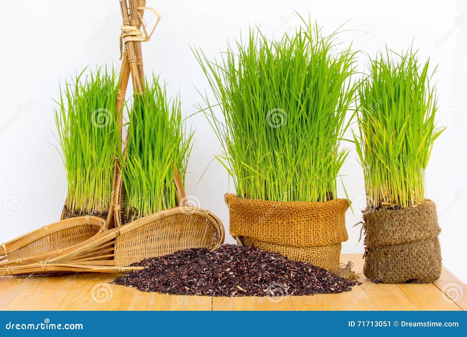 Pianta di riso immagine stock. Immagine di campi, molla - 71713051