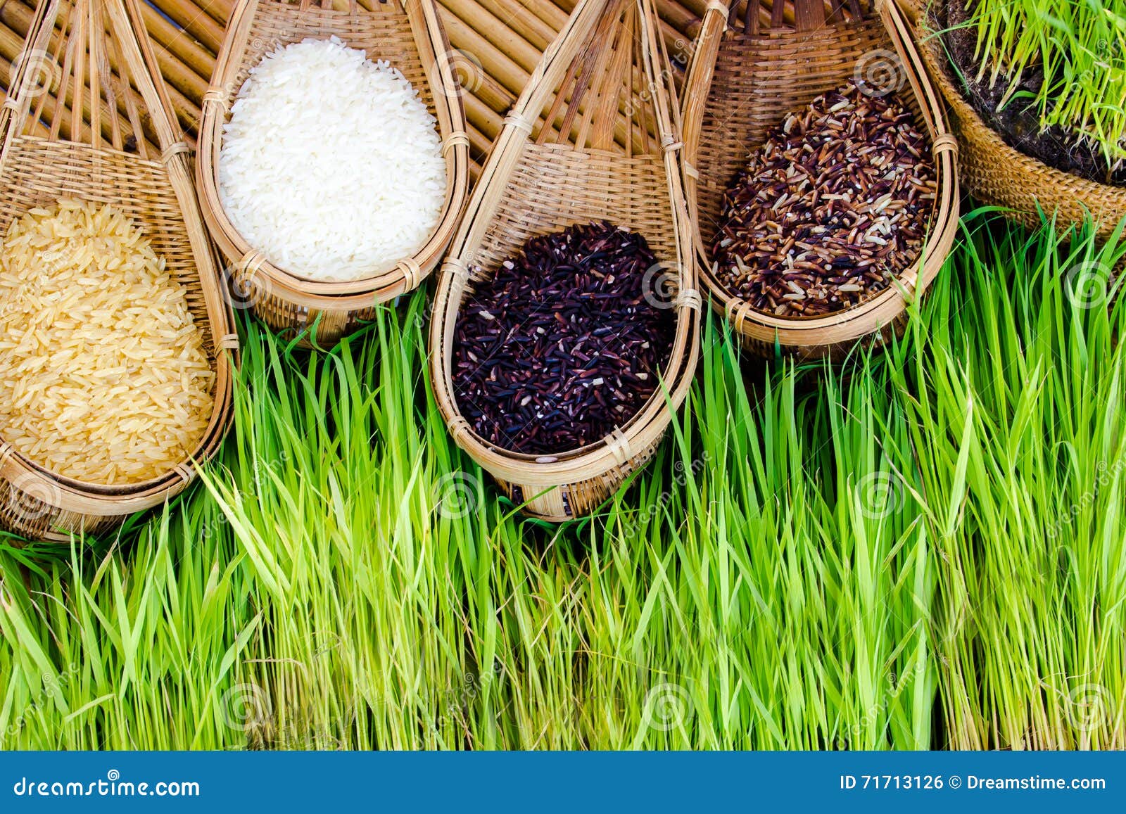 Pianta di riso fotografia stock. Immagine di podere, piante - 71713126