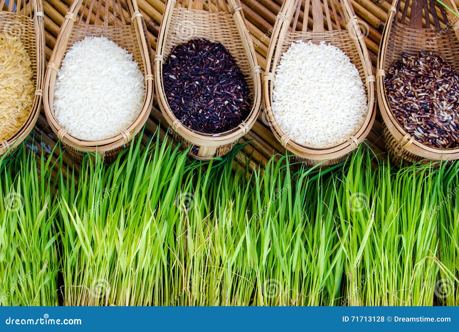 Pianta di riso fotografia stock. Immagine di sfondo, molla - 71713128