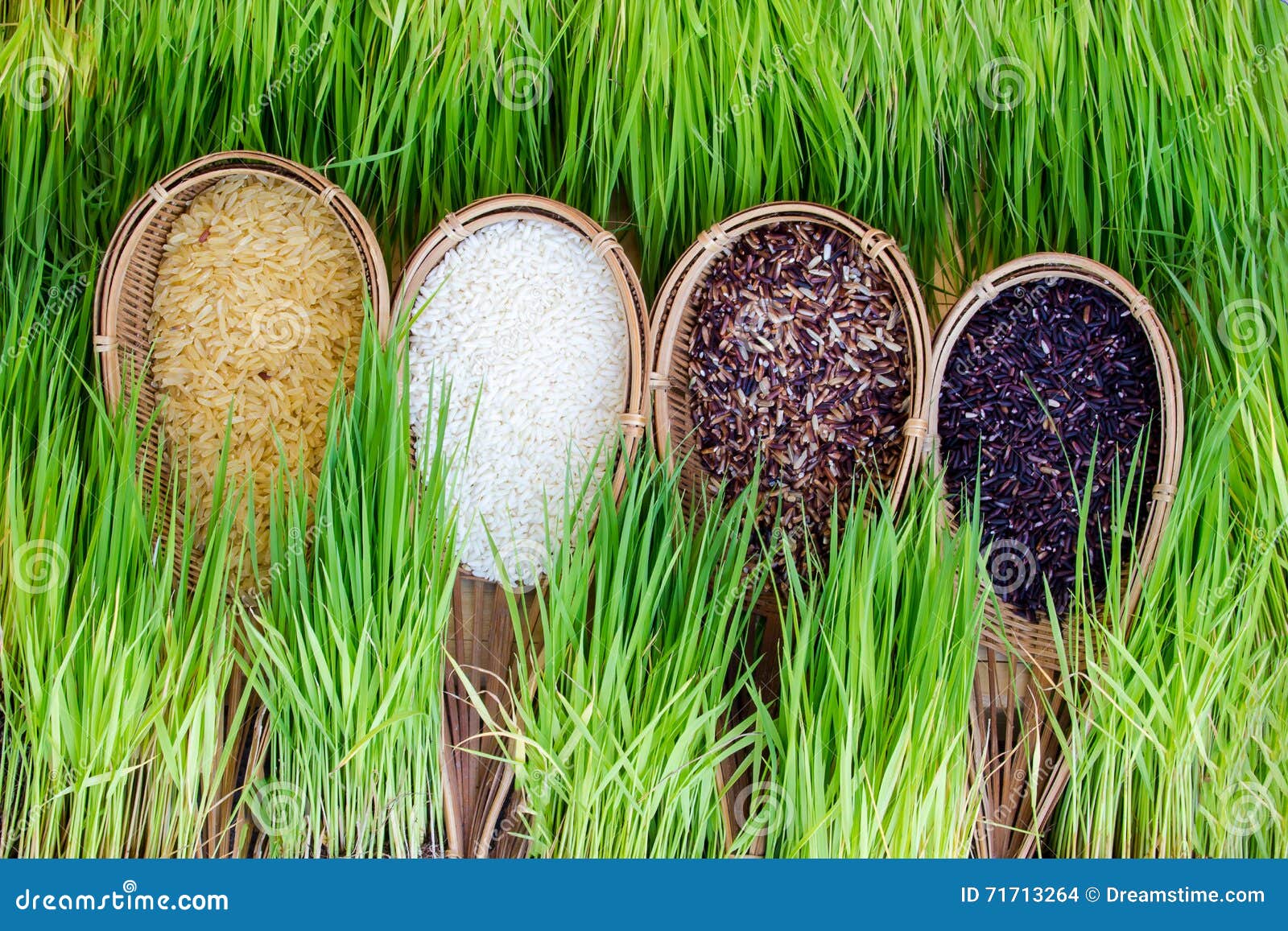 Pianta di riso fotografia stock. Immagine di risaia, estate - 71713264
